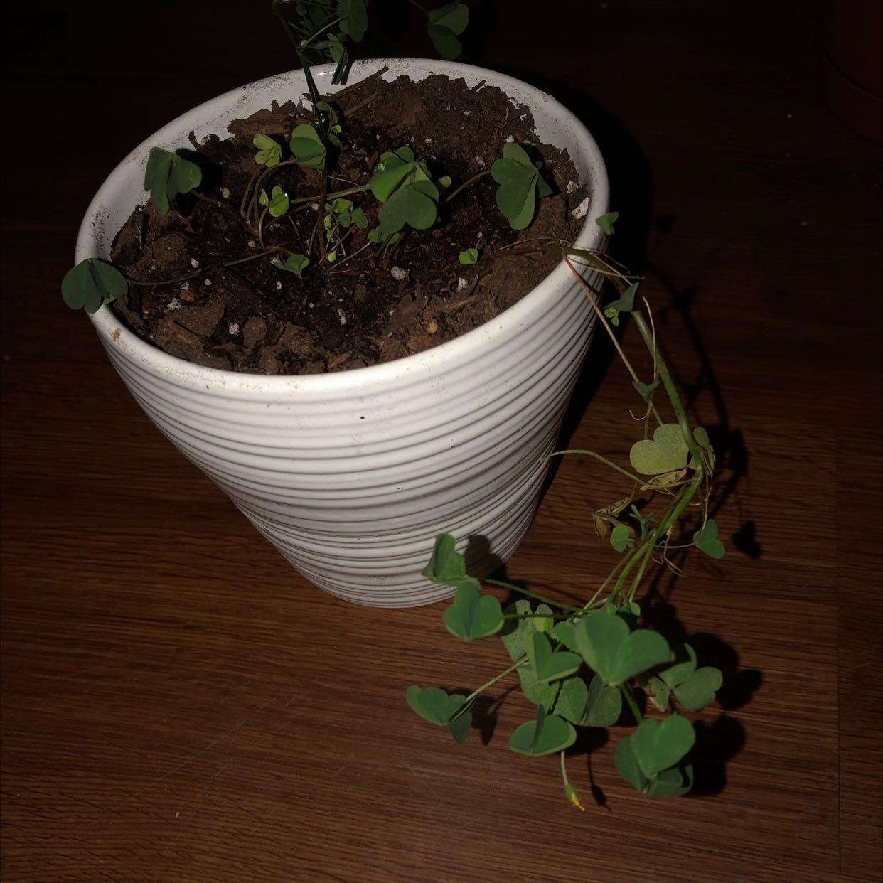 Why Are There Black Spots on My Lemon Clover Leaves?