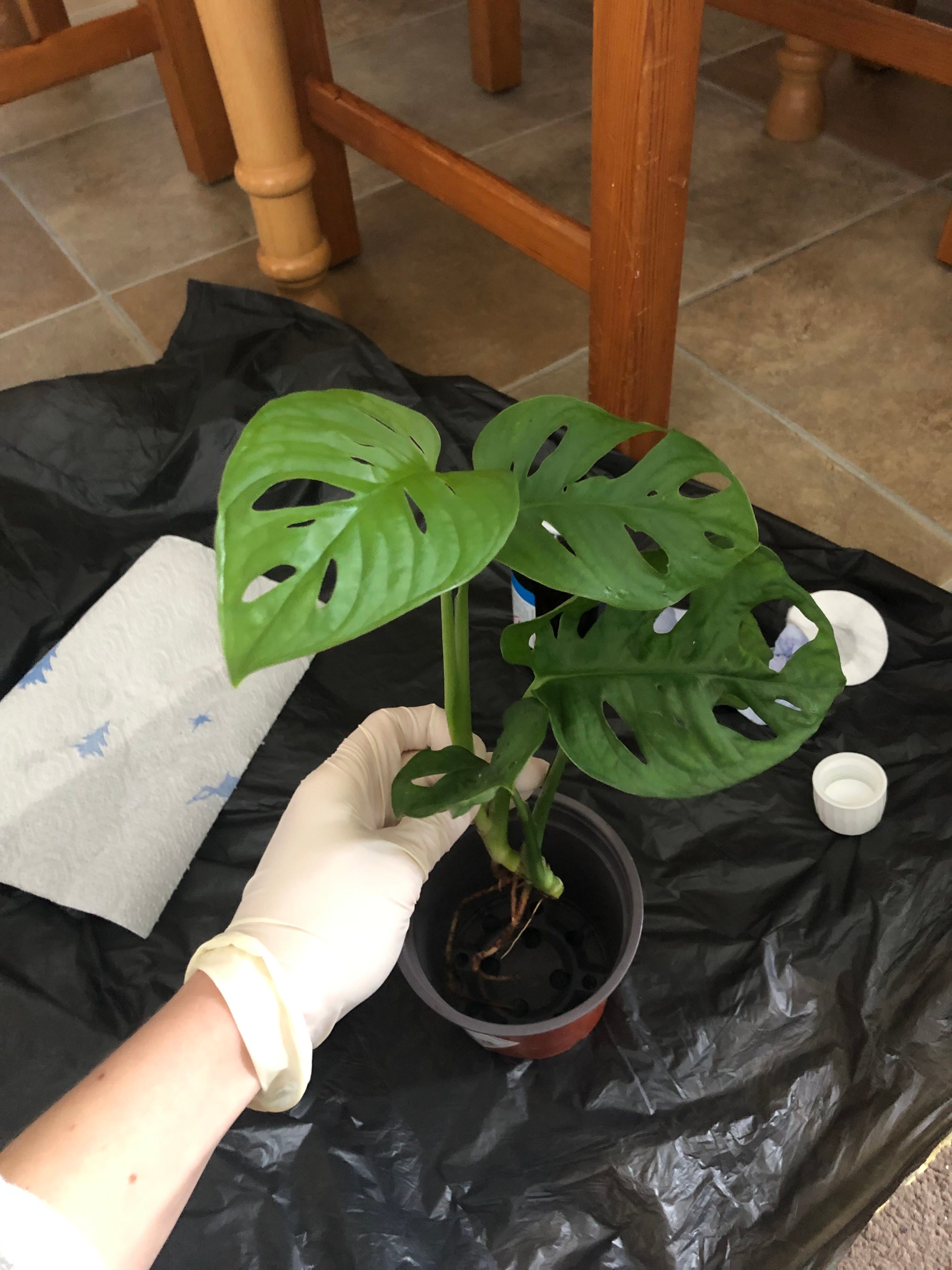 Saved my monstera adansonii from root rot! 😊