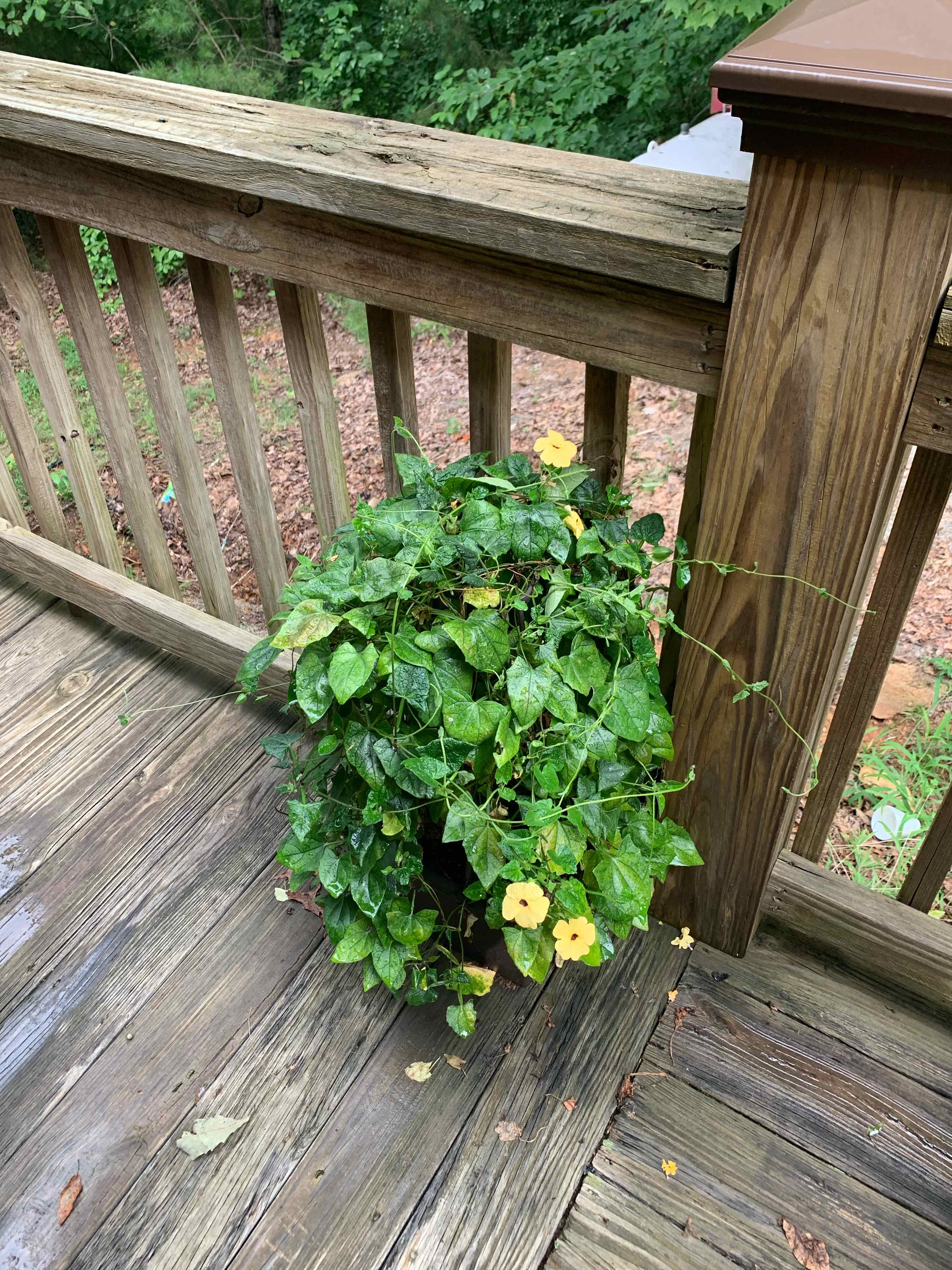 10 Benefits of Having a Blackeyed Susan Vine