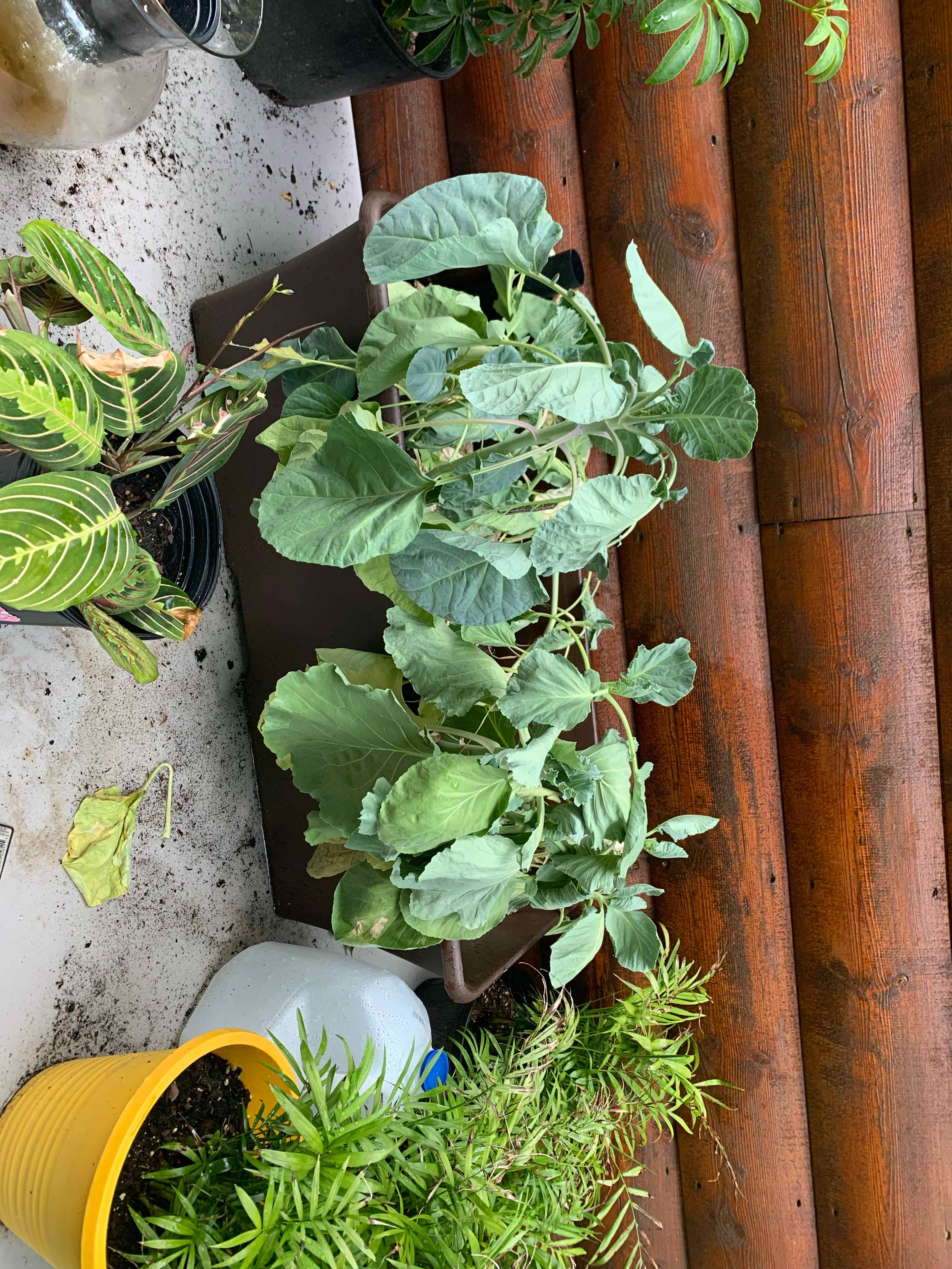 Soil Recommendations for Broccoli