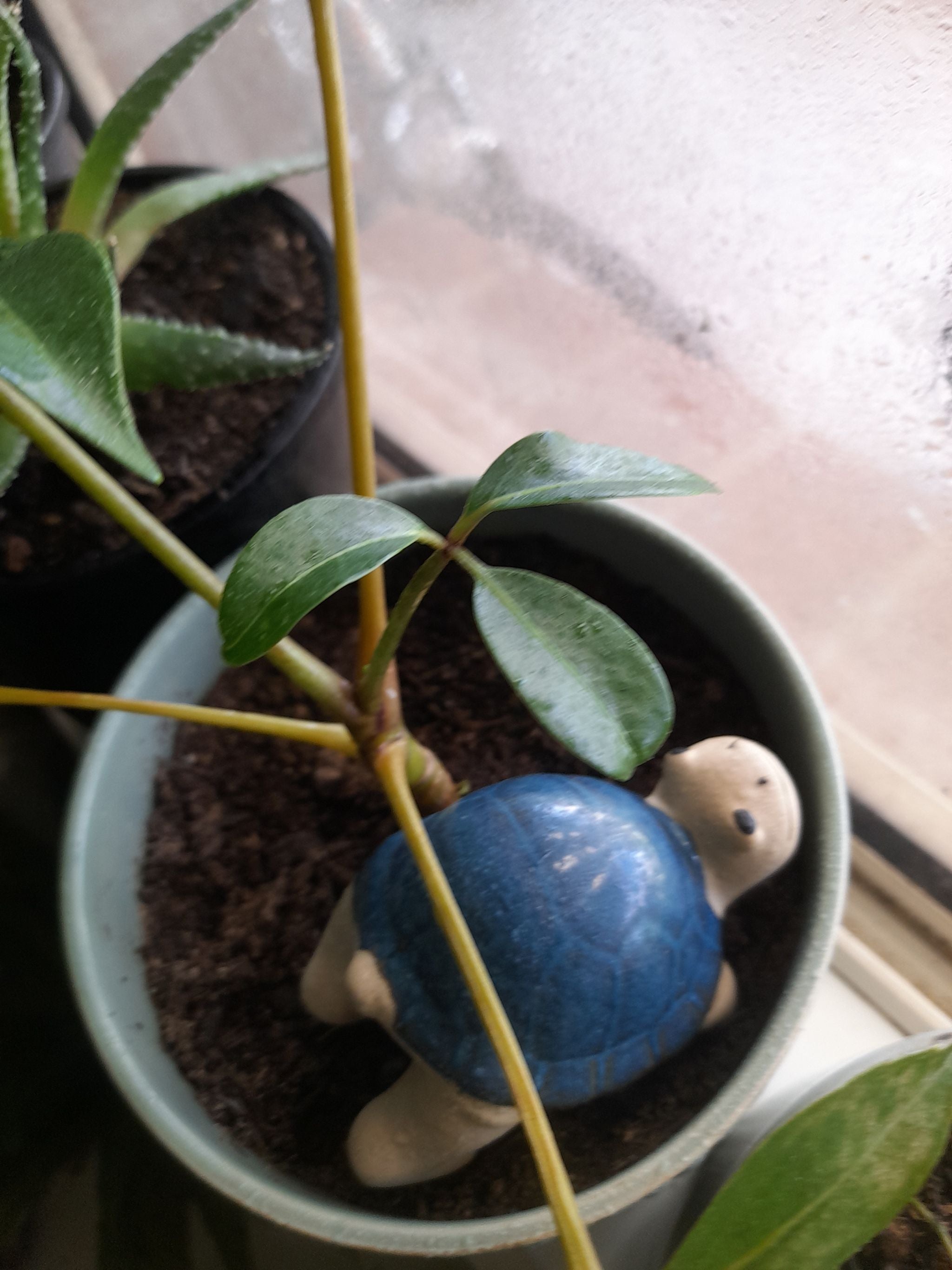 🌳 All About Your Camphor Tree's Roots