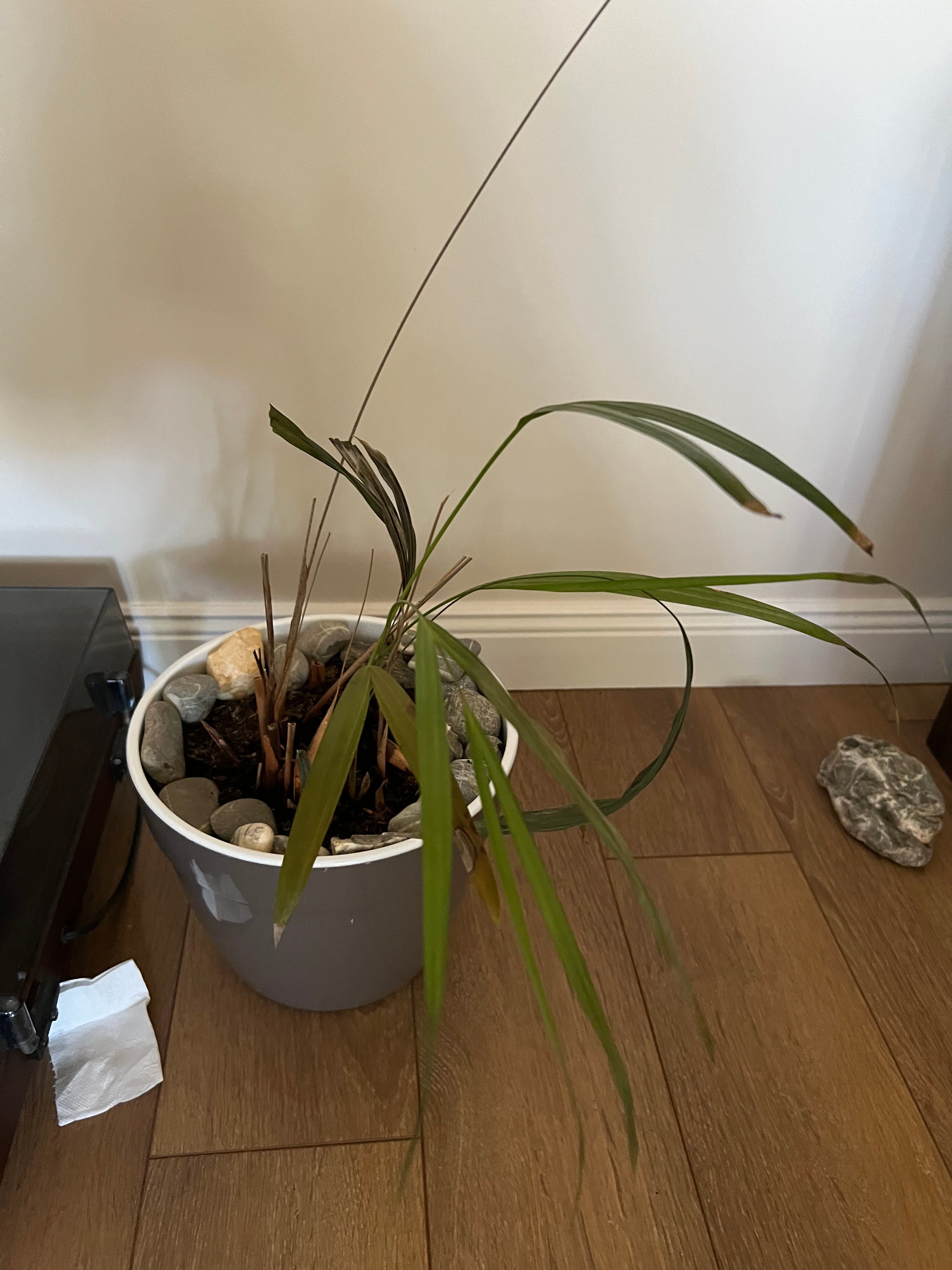 Dead Yucca and a side shoot