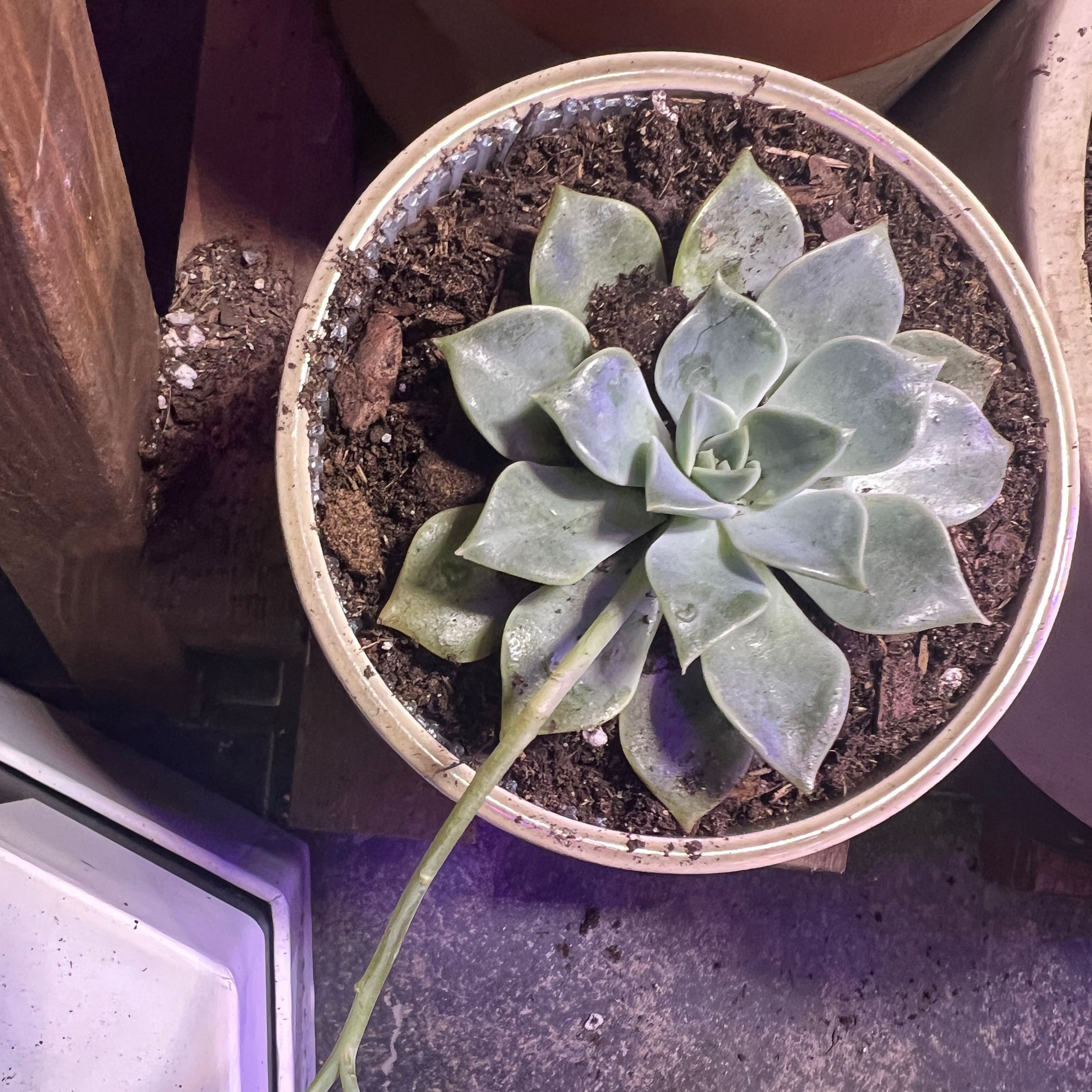 Light Requirements For Your Taciveria 'Tasha'