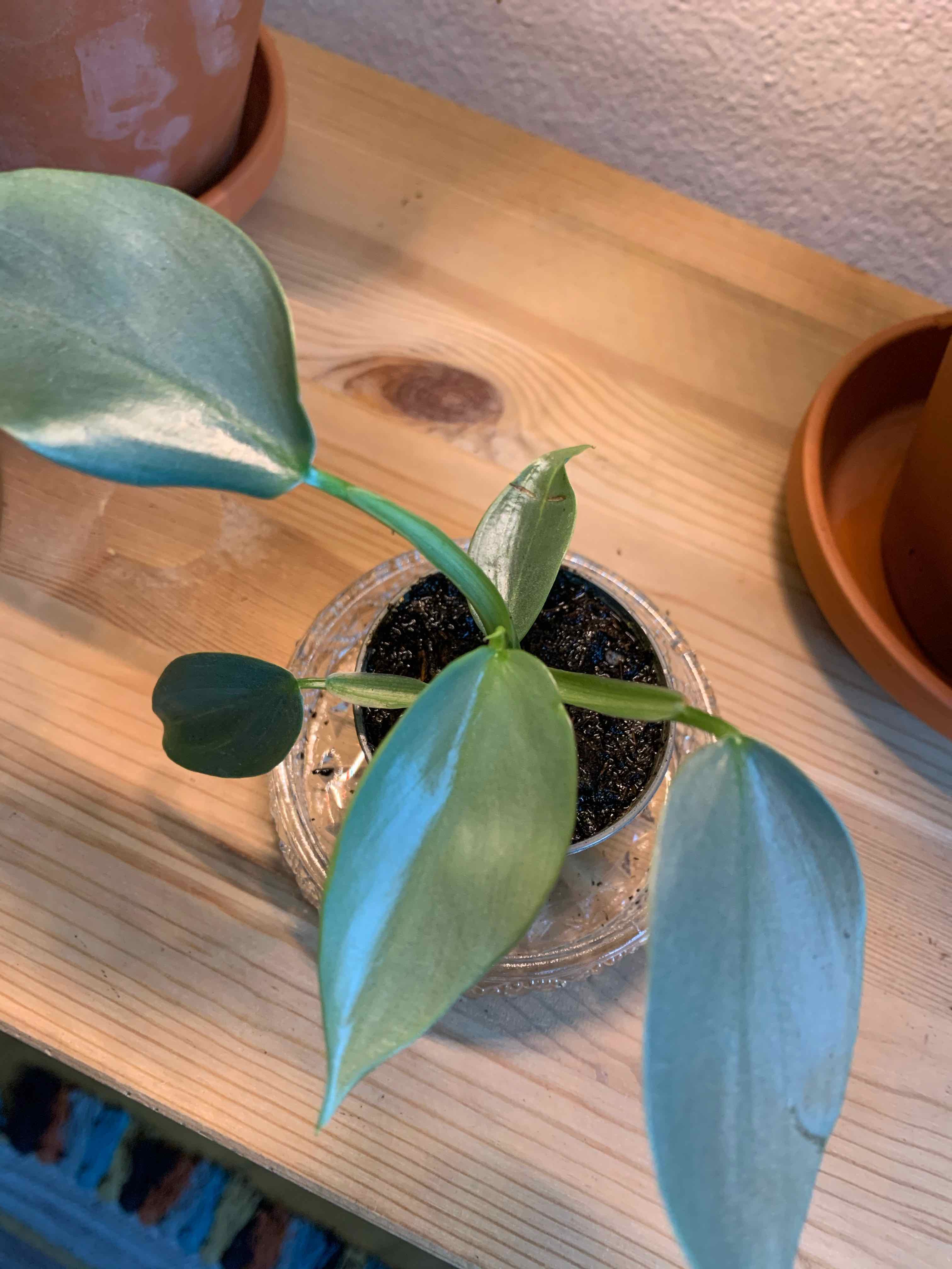 Silver Sword Philodendron Fertilizer: How And When To Use It