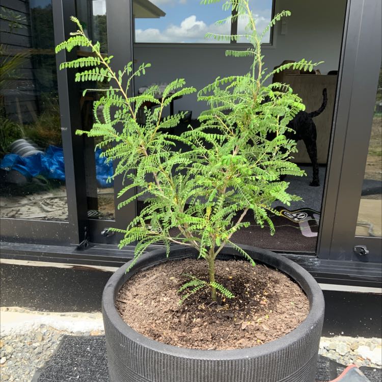 Sophora molloyi Plant Care: Water, Light, Nutrients | Greg App 🌱