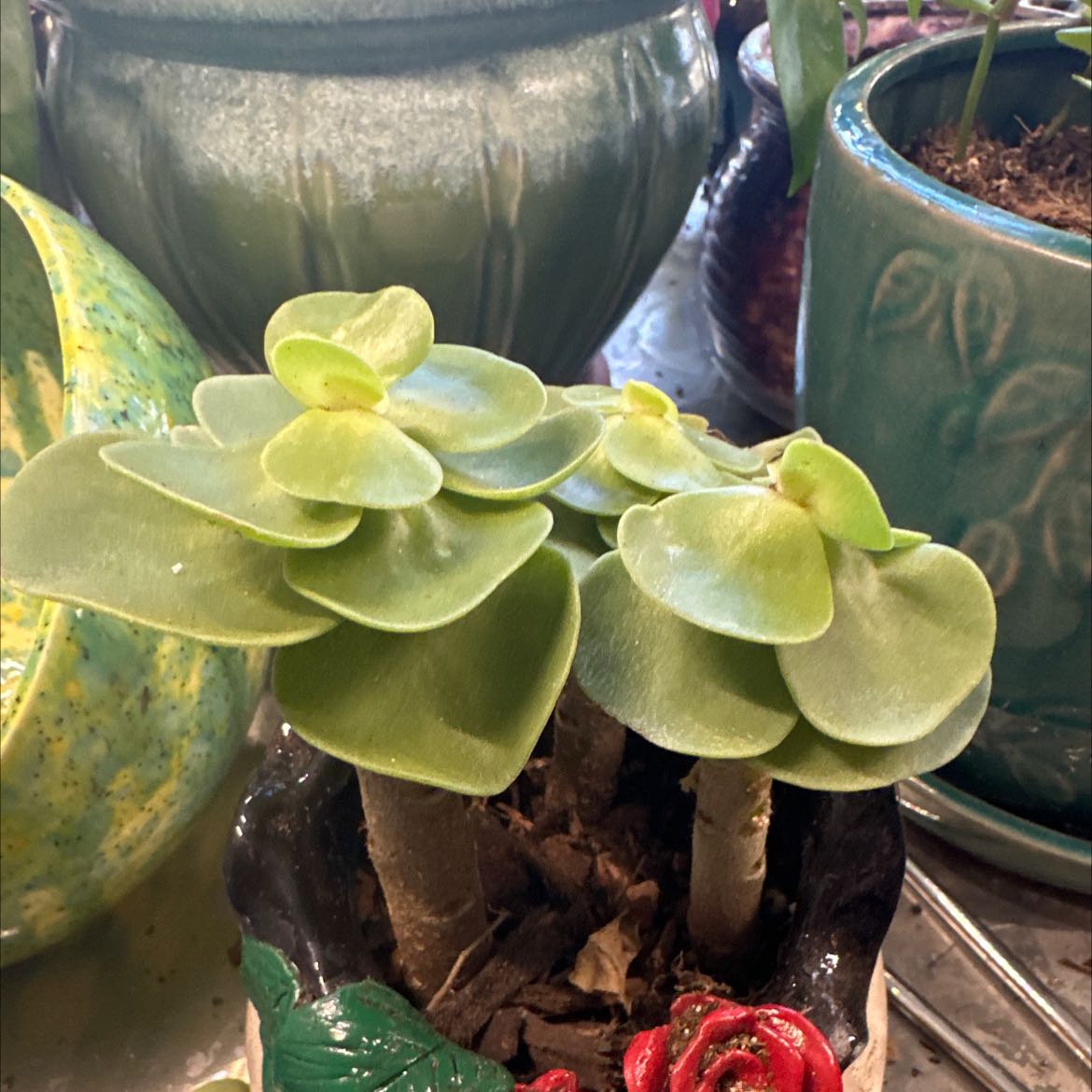 Why Are My 'Ihi Leaves Droopy?
