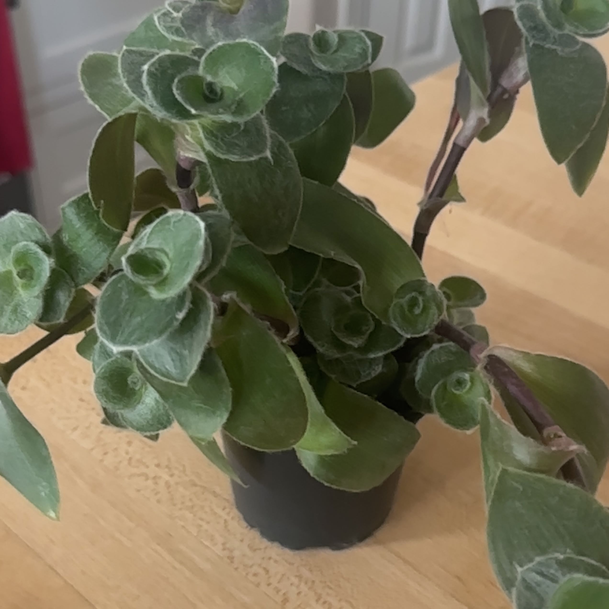 Personalized Pale Puma Care: Water, Light, Nutrients | Greg App