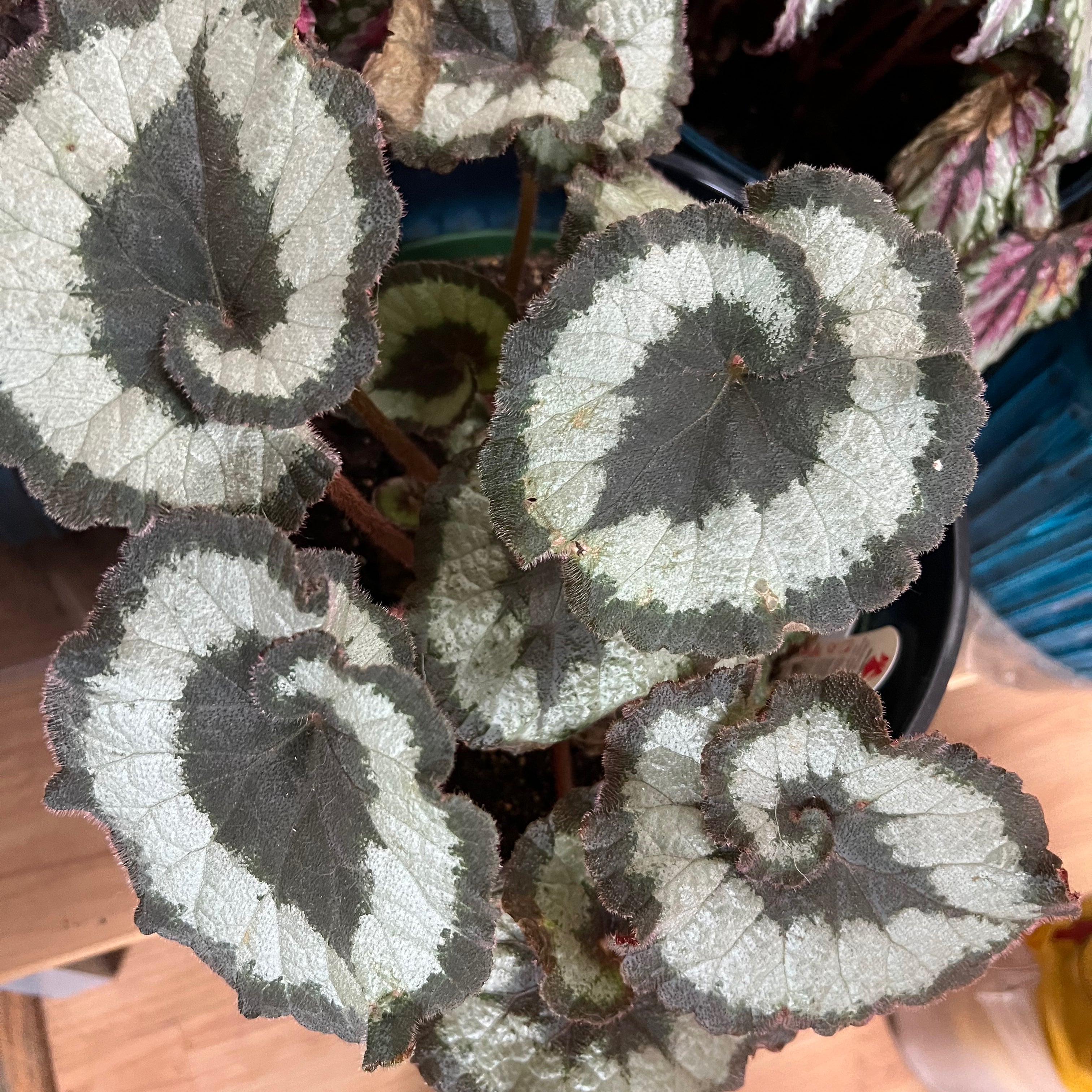 🐌 What Does It Mean When Rex Begonia 'Escargot' Blooms?