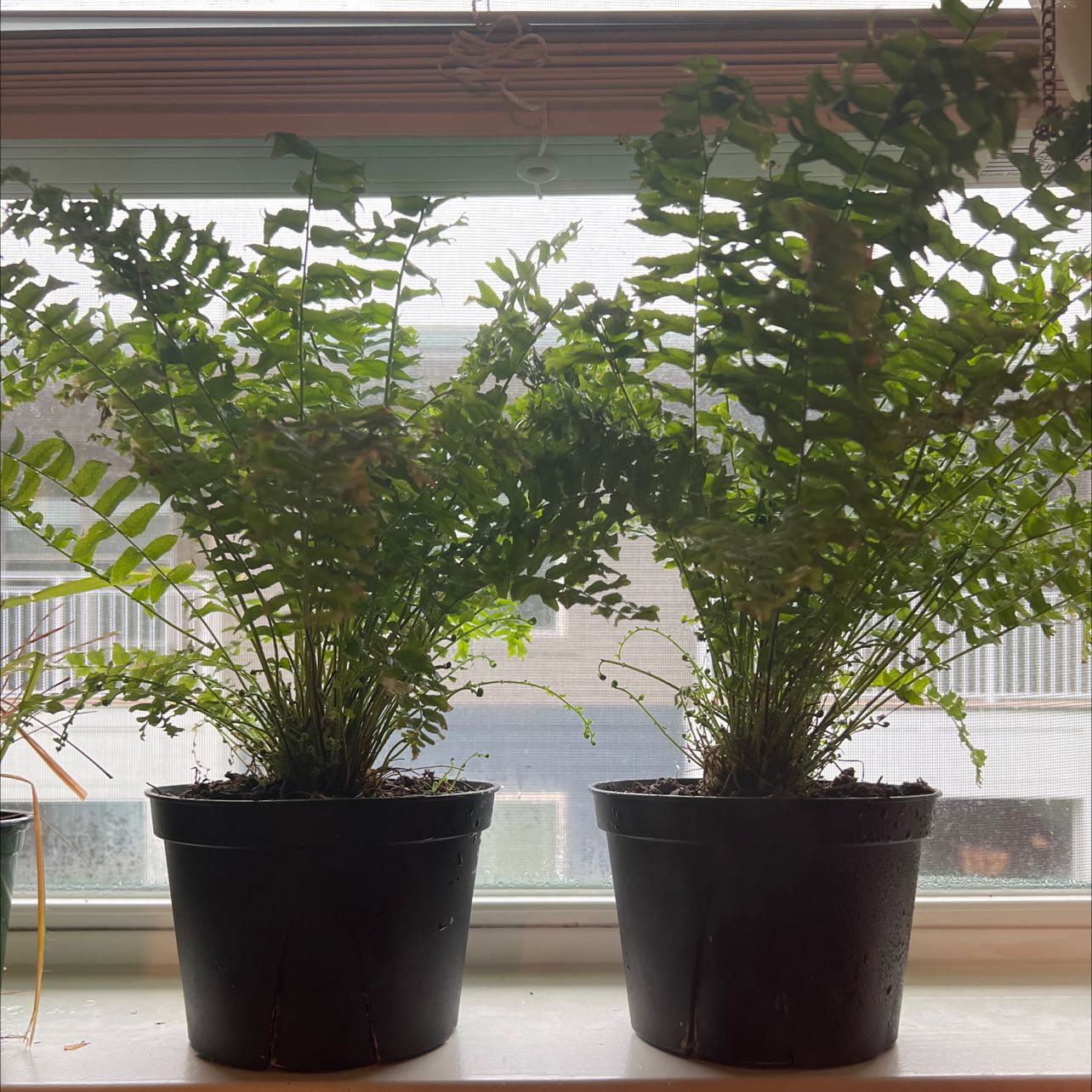 Fishtail Fern Plant Care: Water, Light, Nutrients | Greg App 🌱