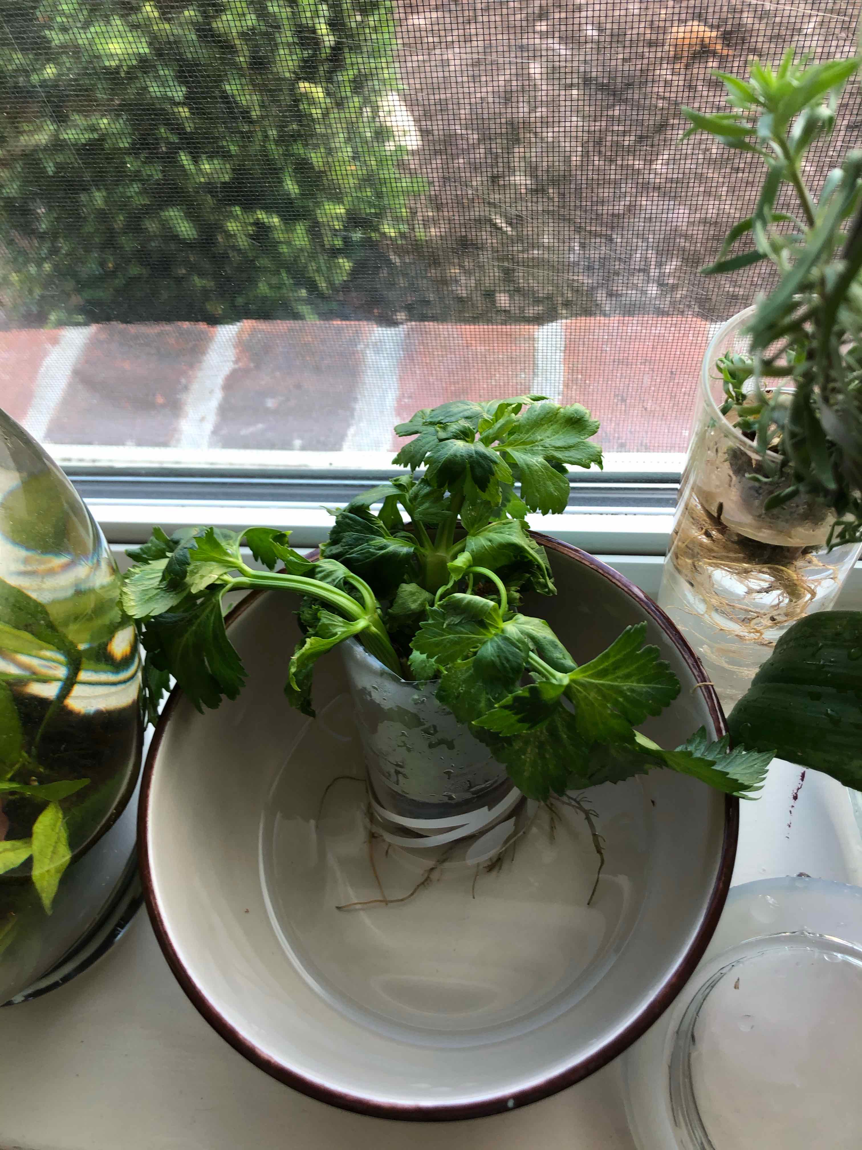 Why Are There Brown Spots on My Celery?