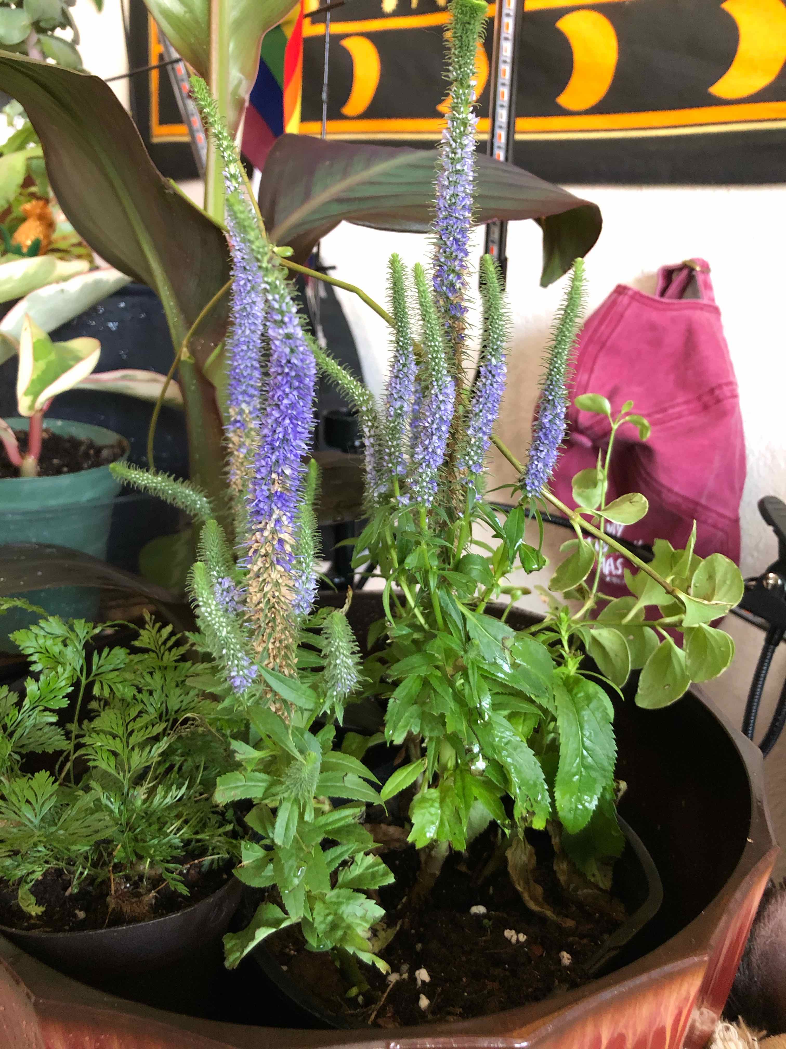 Common Spike Speedwell Problems