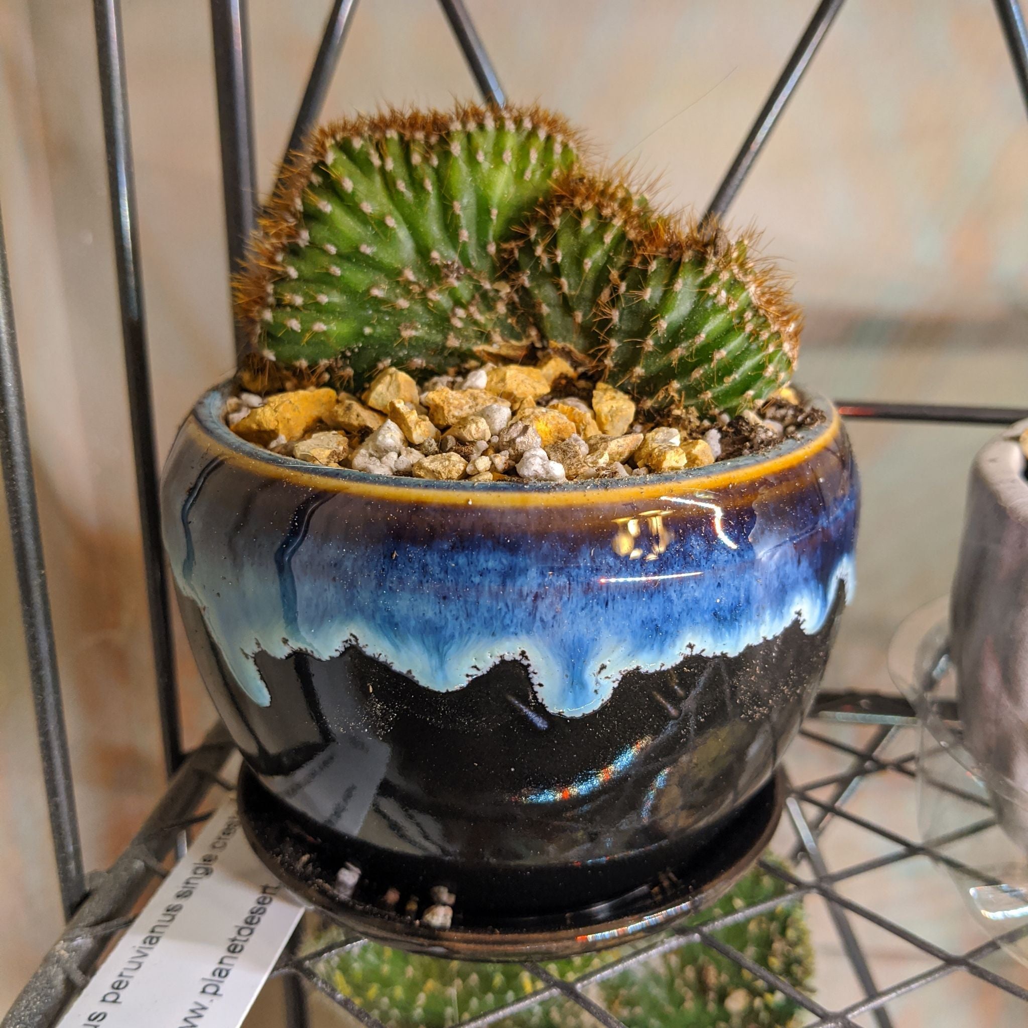 Clamshell Cactus Plant Care: Water, Light, Nutrients | Greg App 🌱