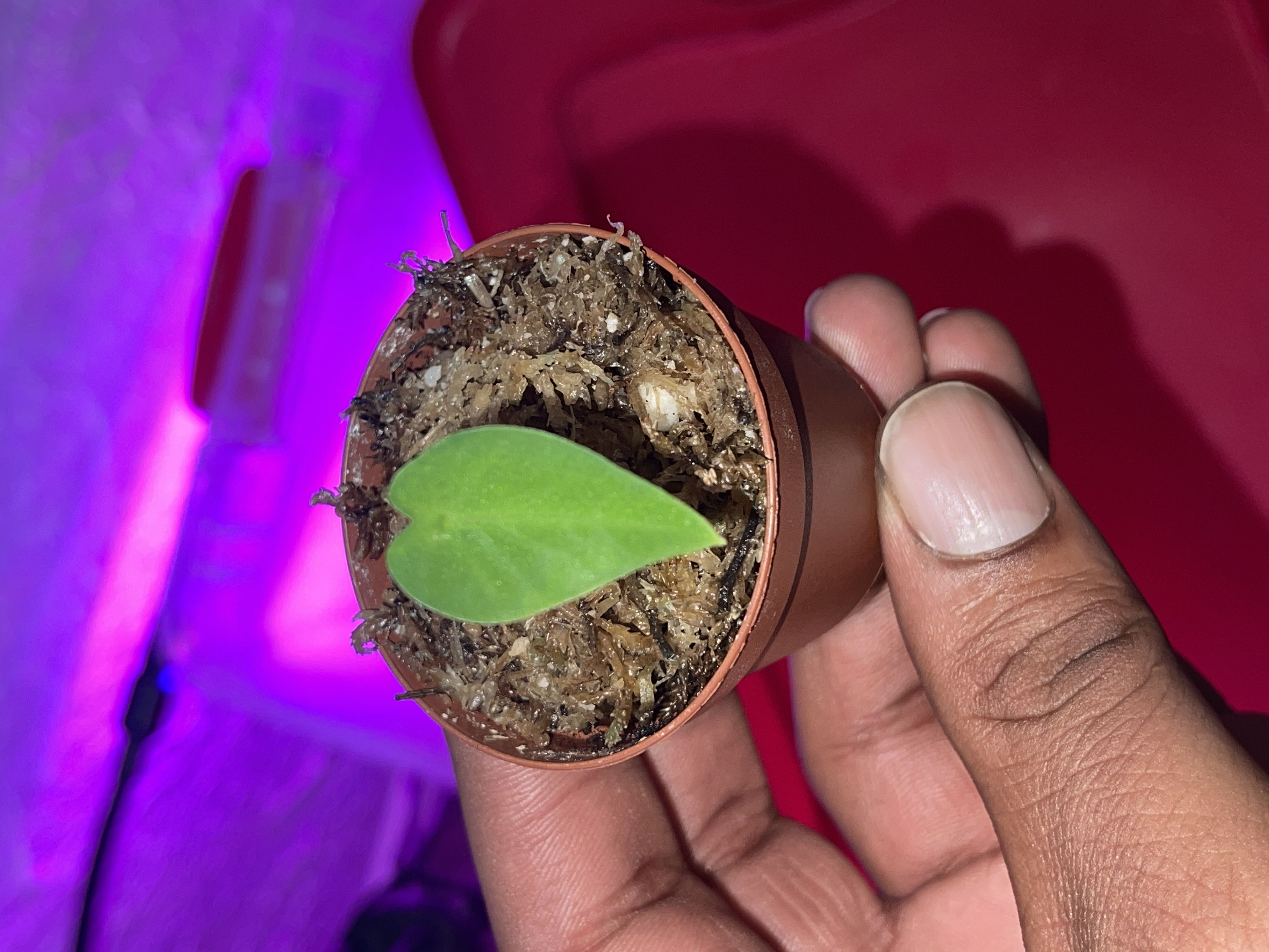 New leaves on my alocasia and colocasia!