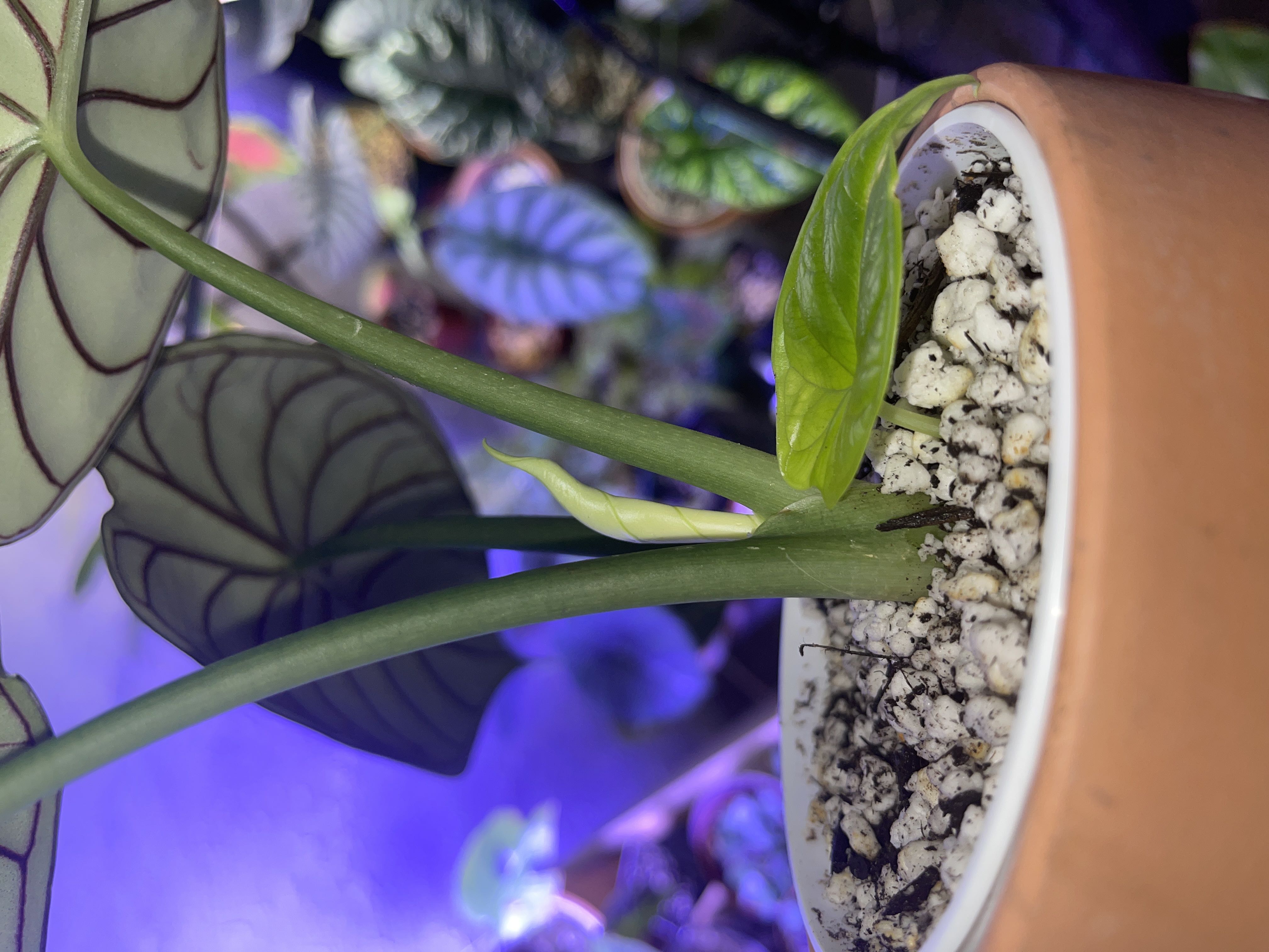 Droopy leaf