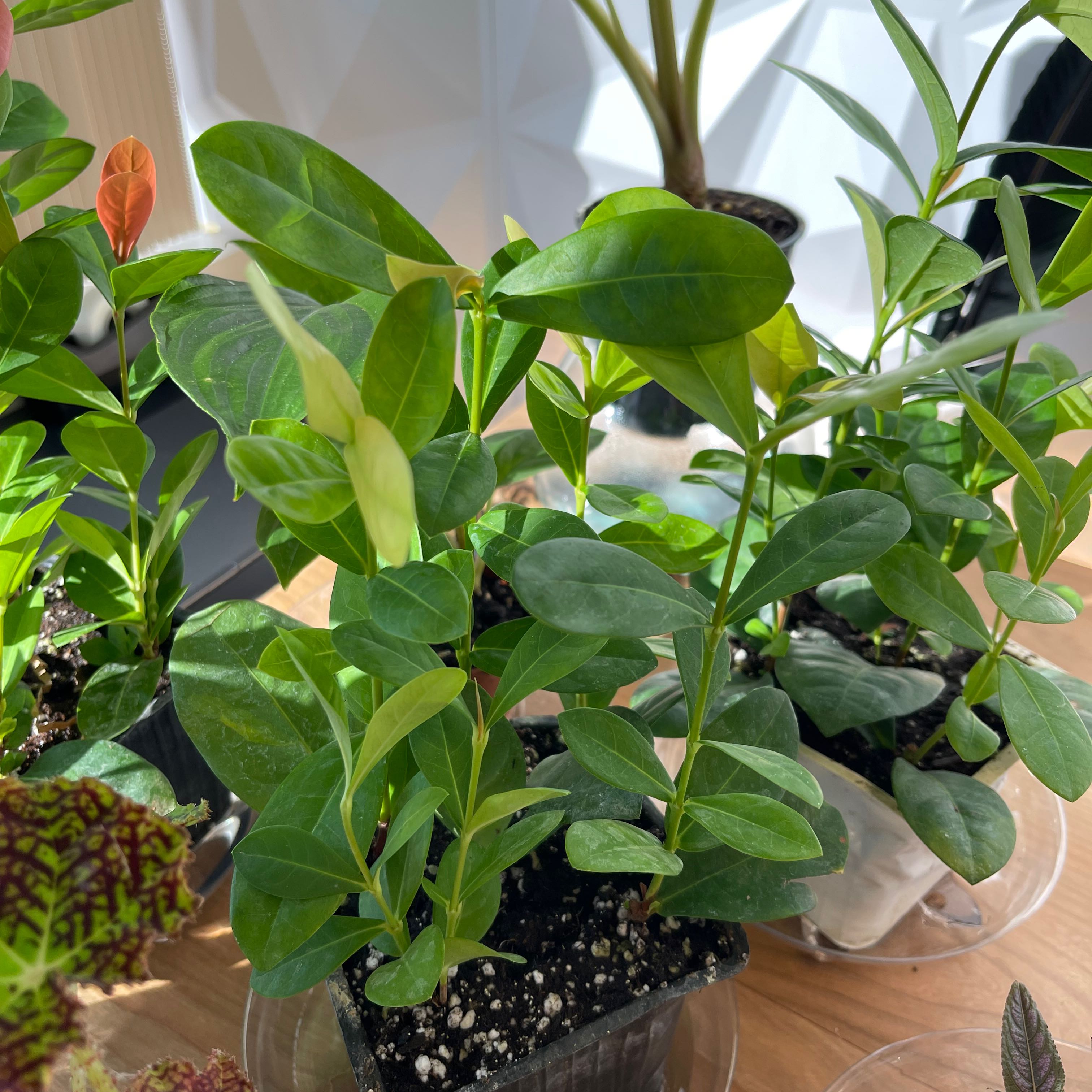 Propagating Flame of the Woods: Step-by-Step Guide