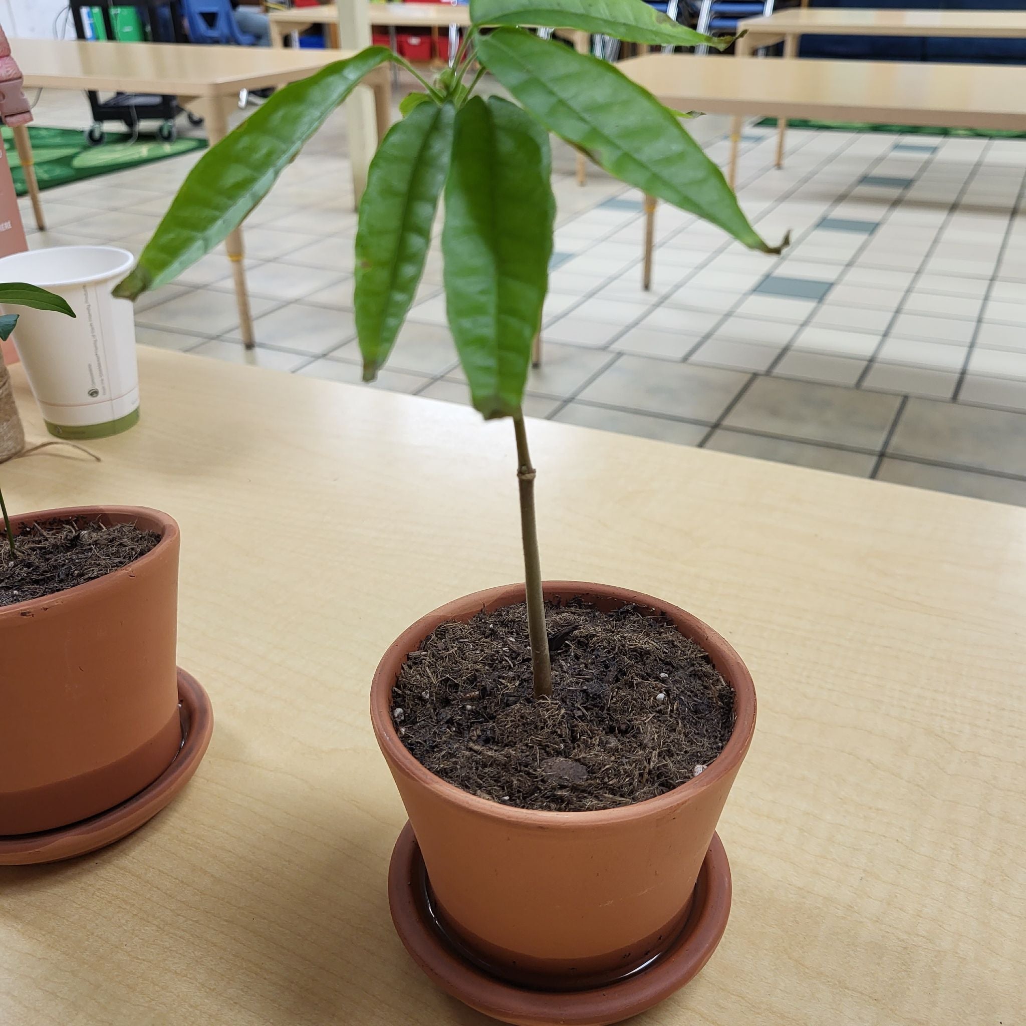 Cacao Tree Fertilizer: How and When to Use It