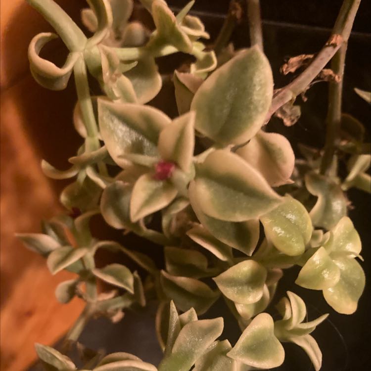 Personalized mezoo trailing red Care: Water, Light, Nutrients | Greg App
