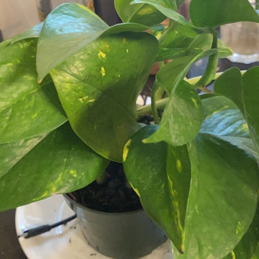 Hawaiian pothos | A plant by @MarvelSeaspurge on Greg