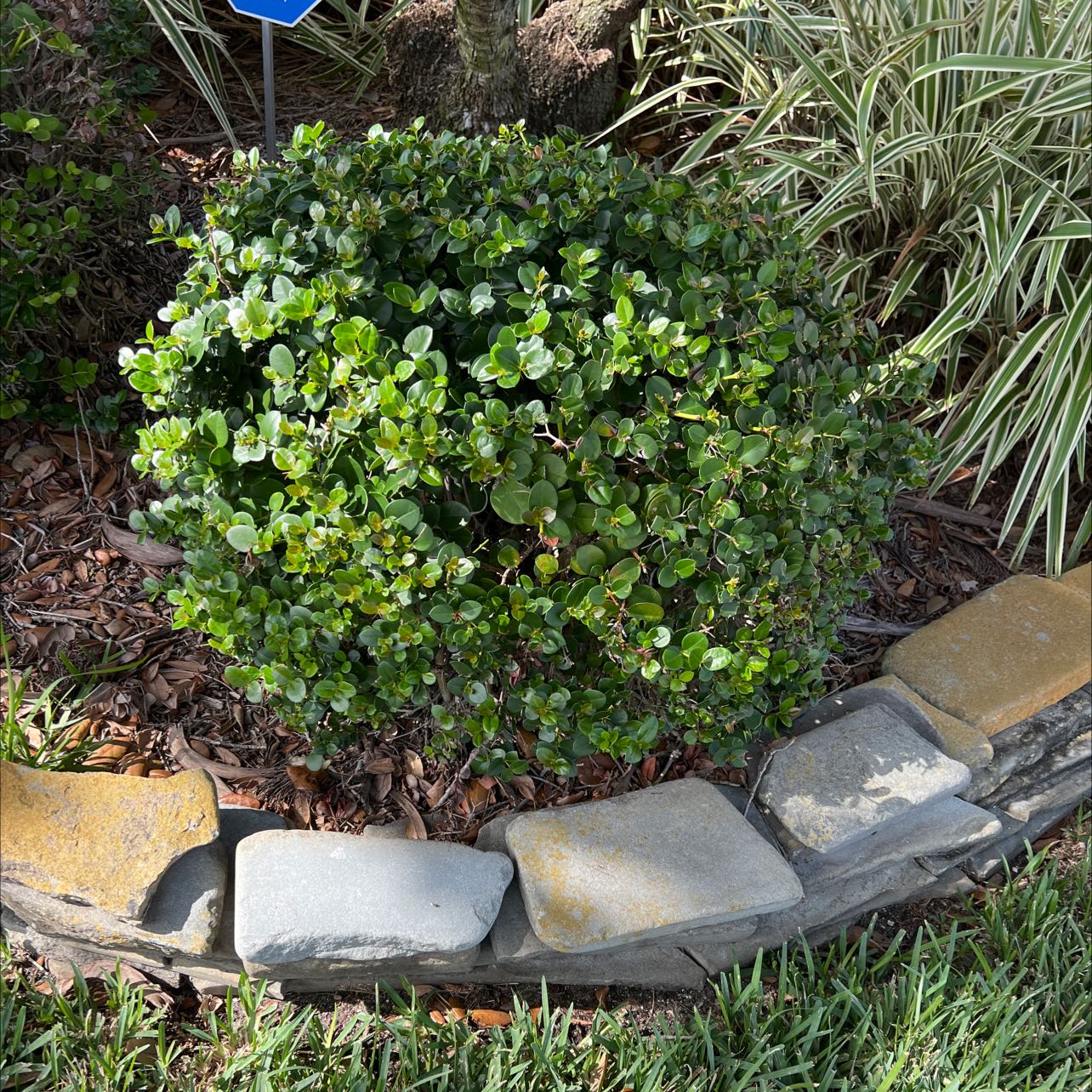 Common Natal Plum Problems