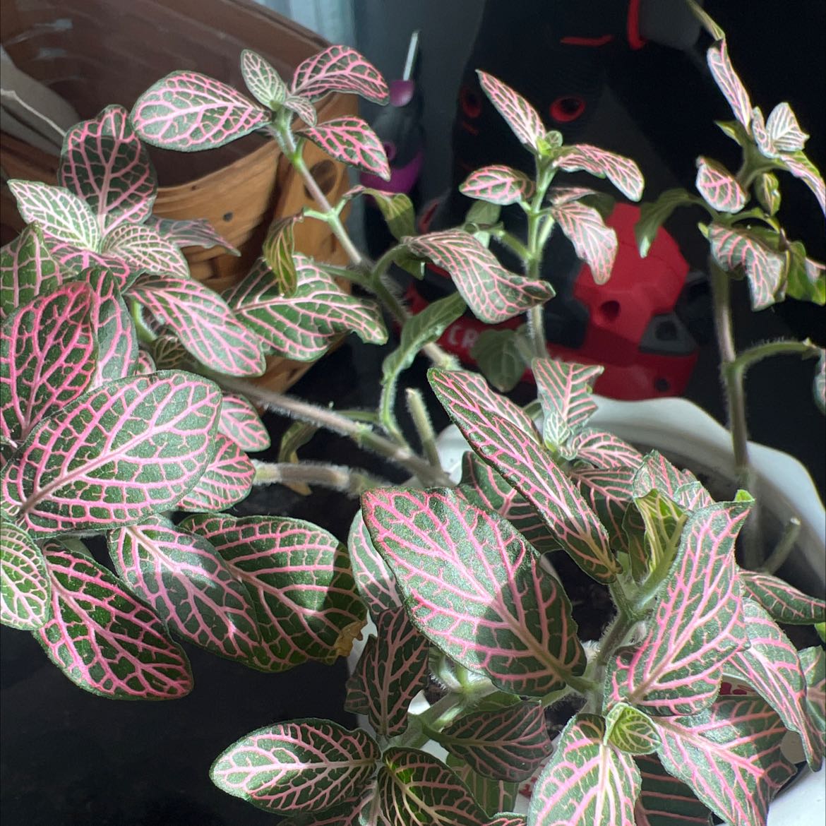How and When Should I Cut Back My Pink Angel Nerve Plant?