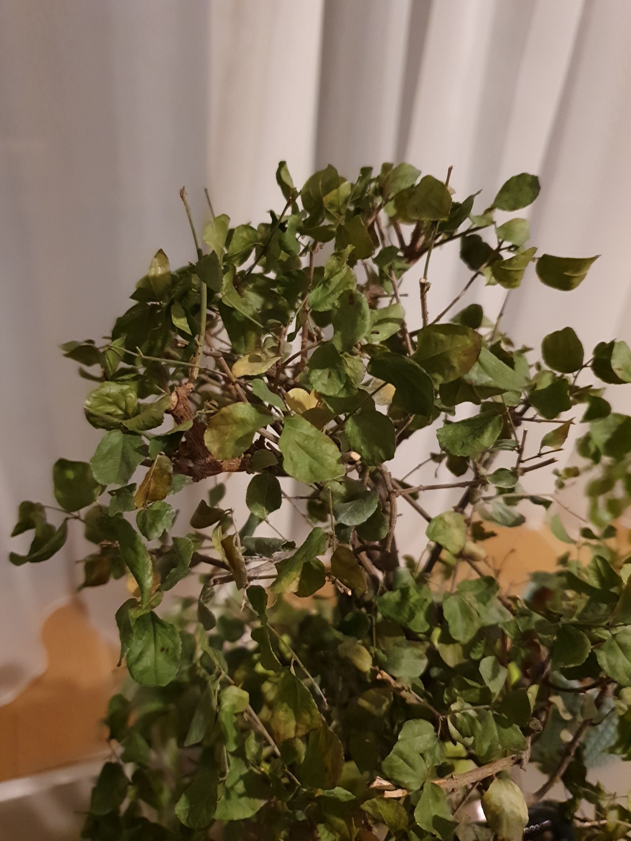 Propagating Your Chinese Elm: Step-by-Step Guide