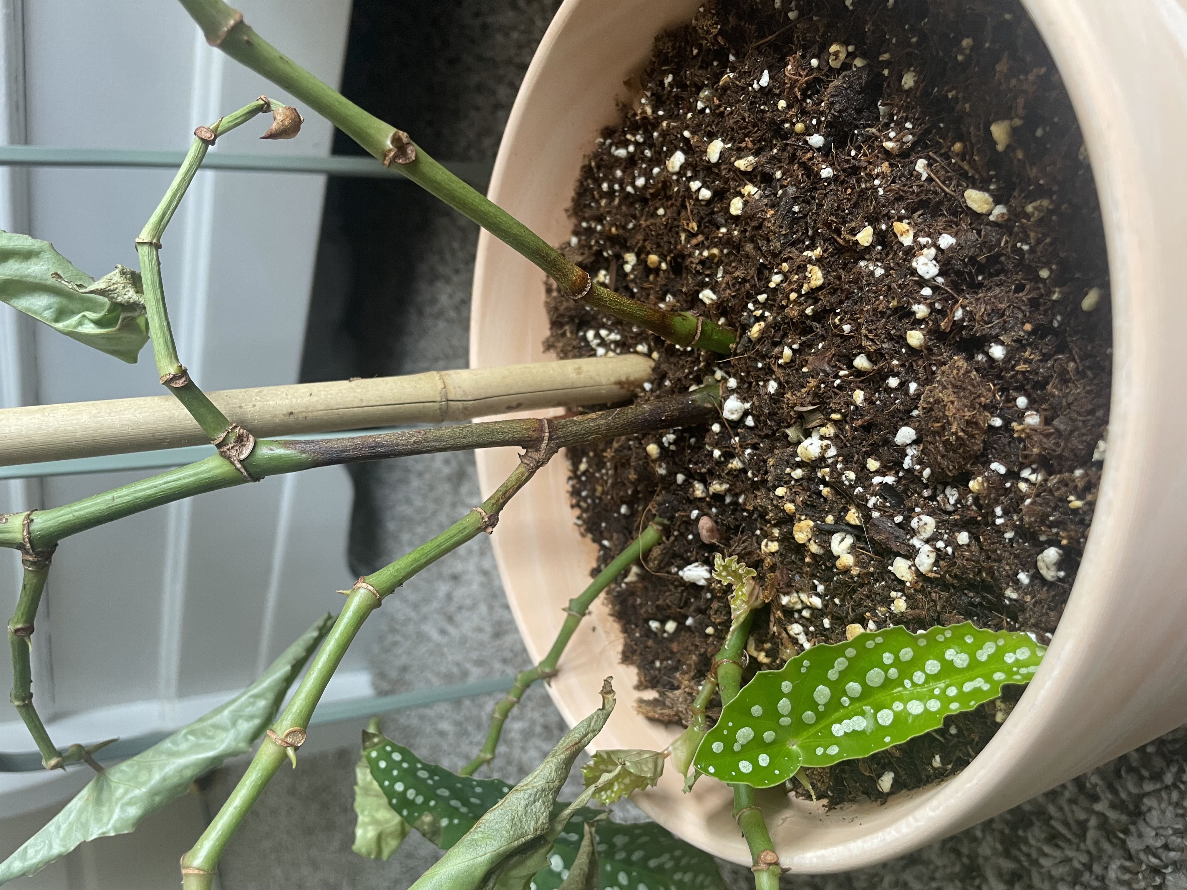 Fuchsia Begonia 'Rose' Care 101: Water, Light & Growing Tips
