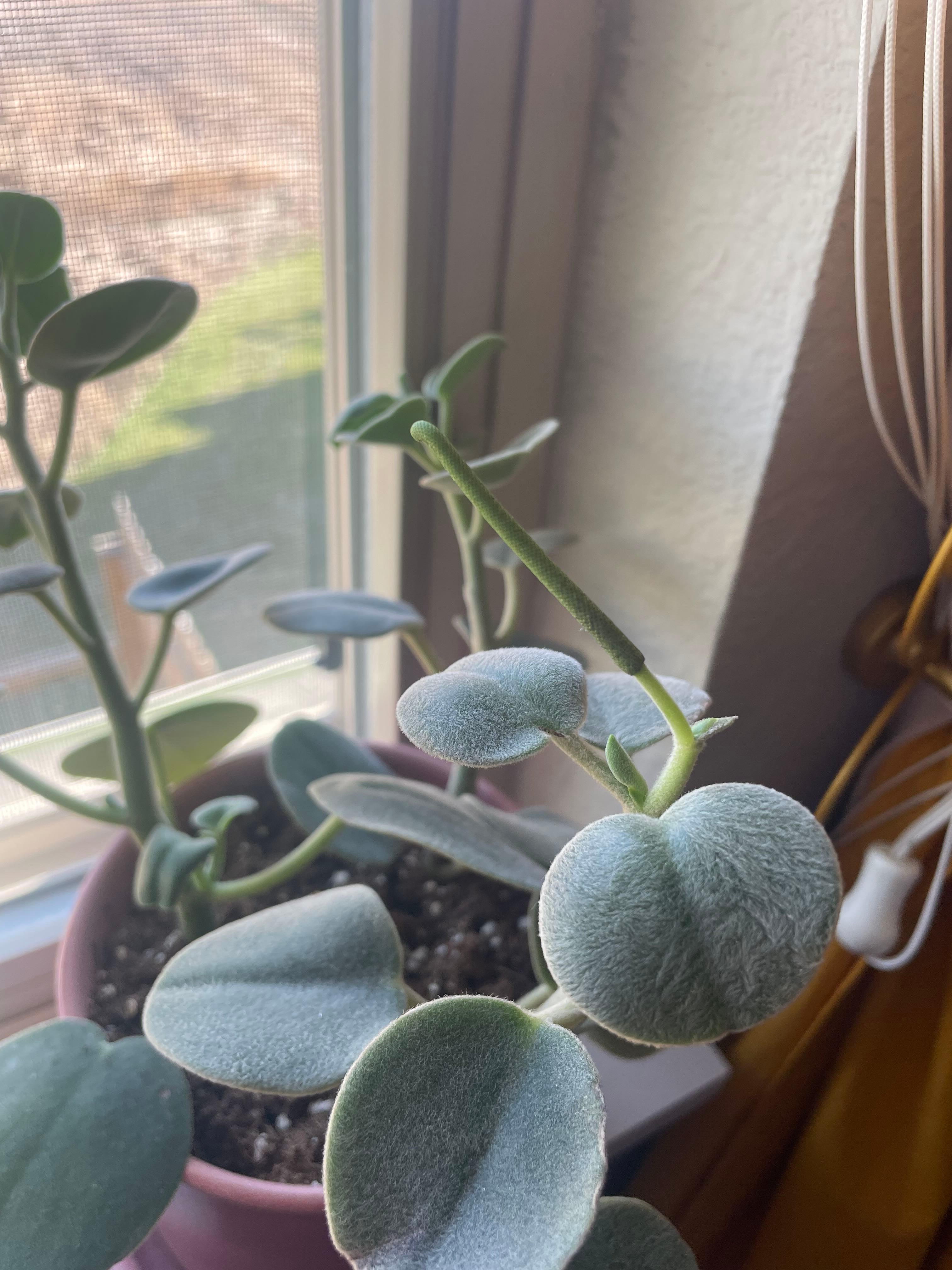 How to Care for Peperomia 'Ecuador': Mastering Water, Sunlight & More