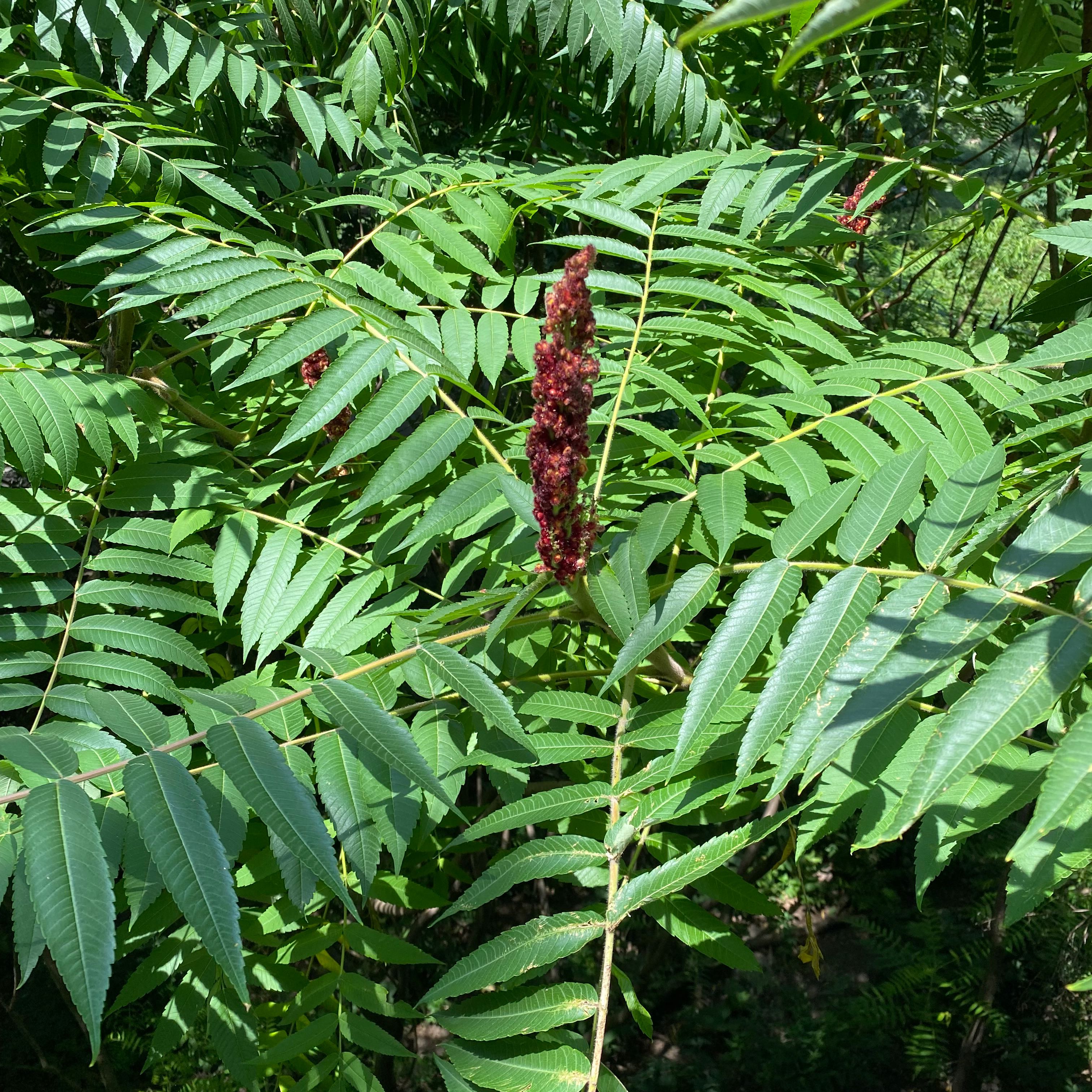 How Can You Tell If A Staghorn Sumac Is Dying?