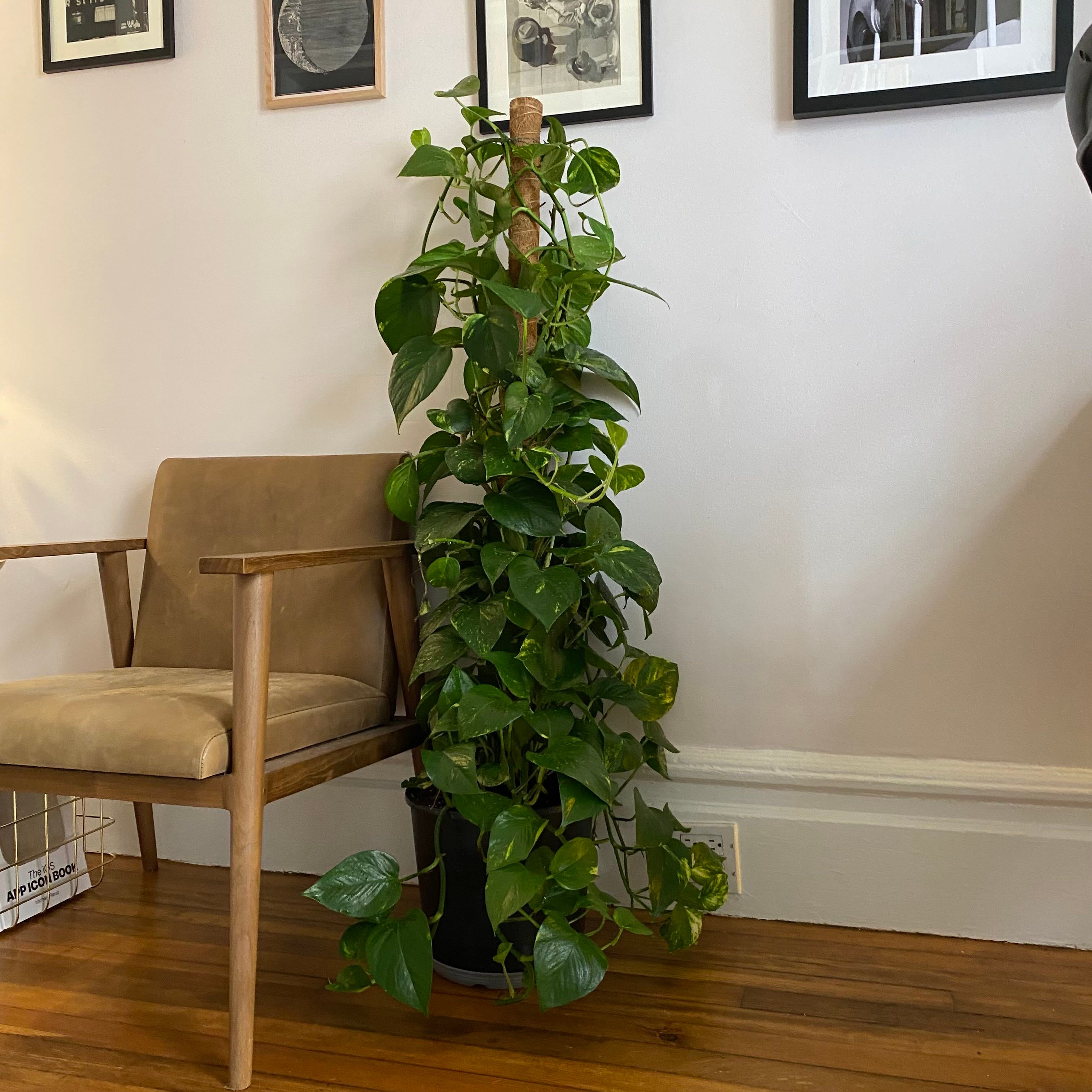 Why Are There Black Spots on My Golden Pothos Leaves?