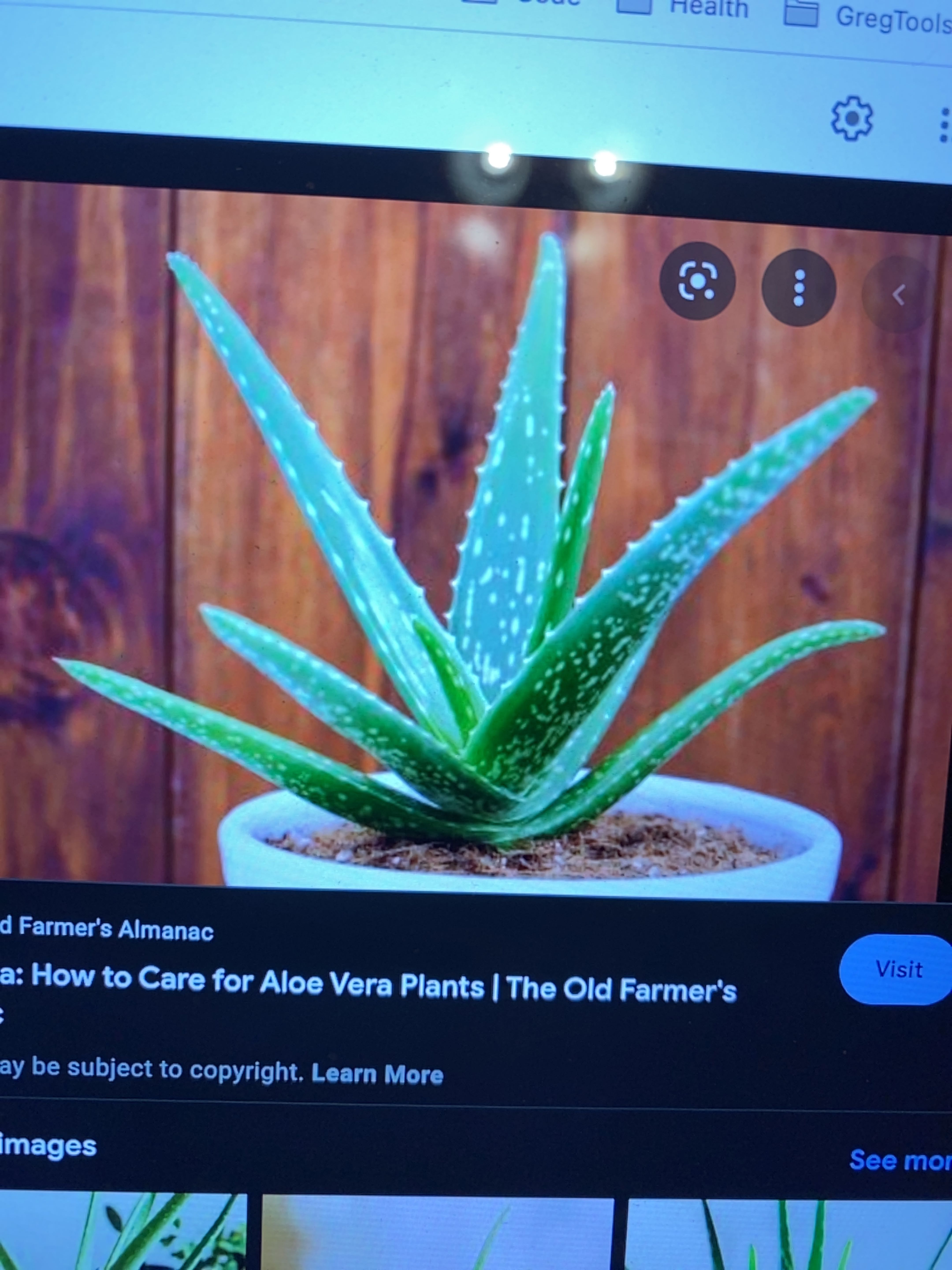 🌡 What Is A Good Temperature Range For My Aloe Vera?