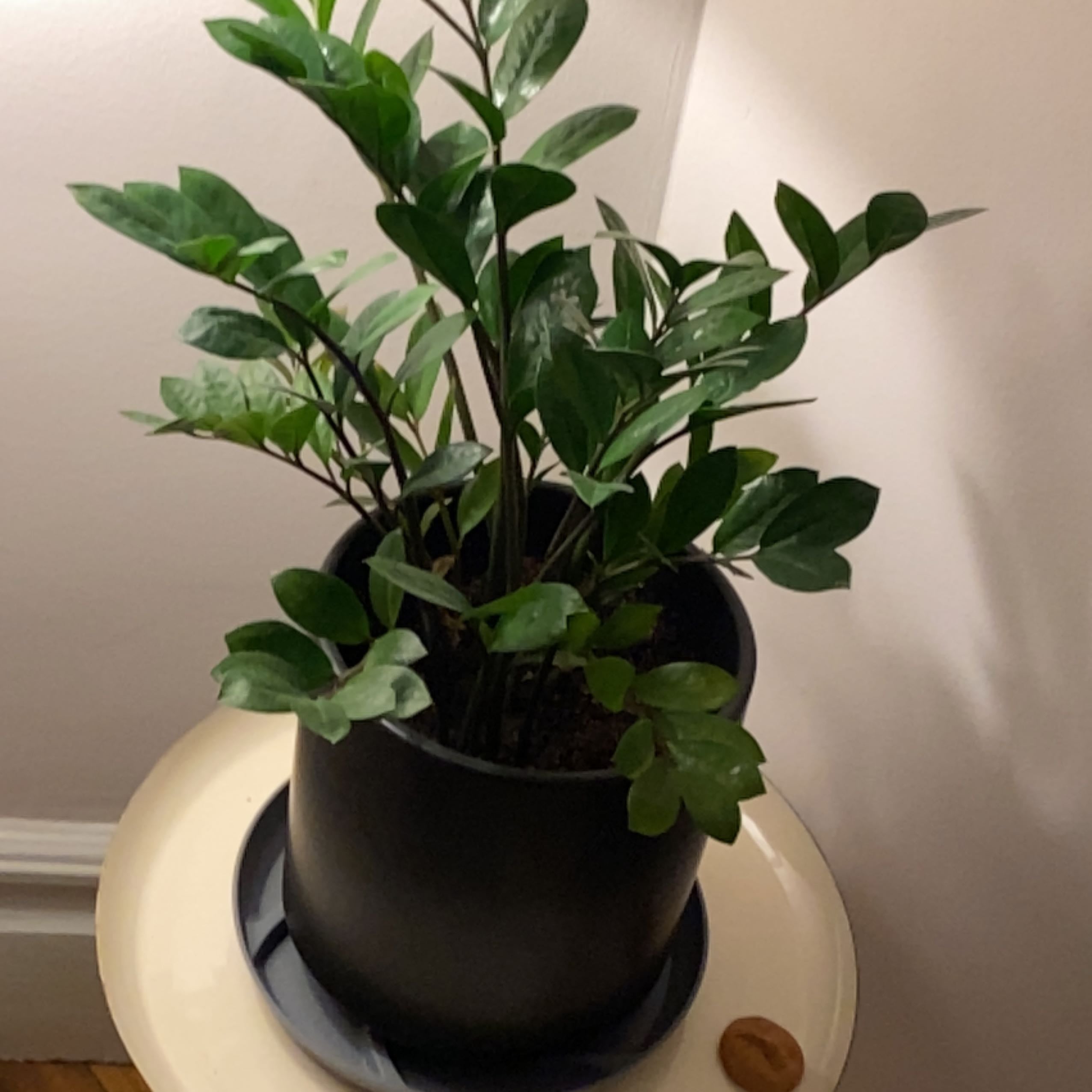 10 Benefits Of Having A Zz Plant