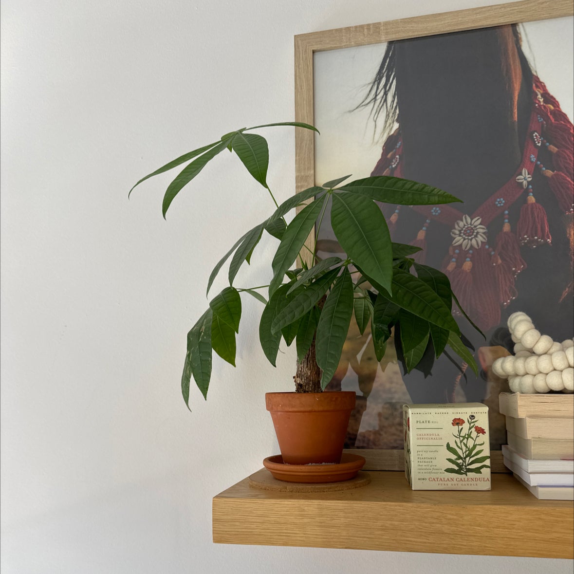 Common Money Tree Problems