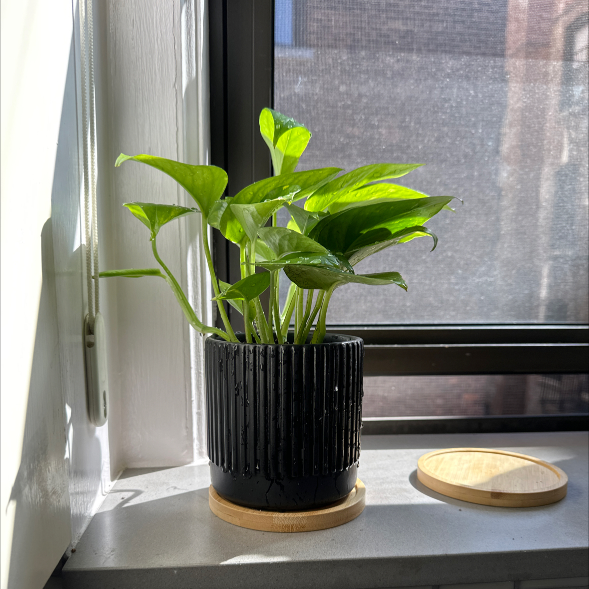 🌡 What Is A Good Temperature Range For My Golden Pothos?