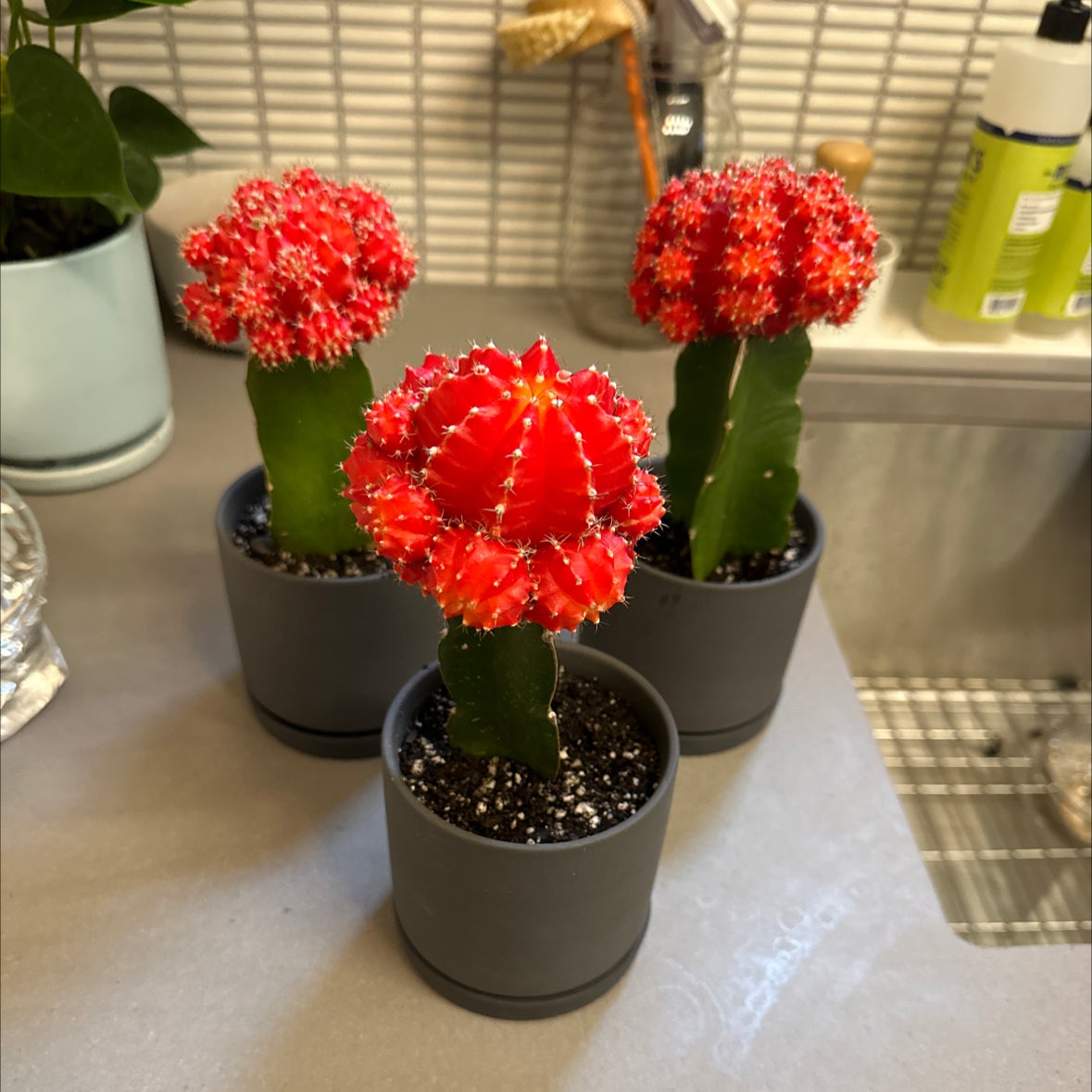 🌙 How Should Moon Cactus Be Cut Back?