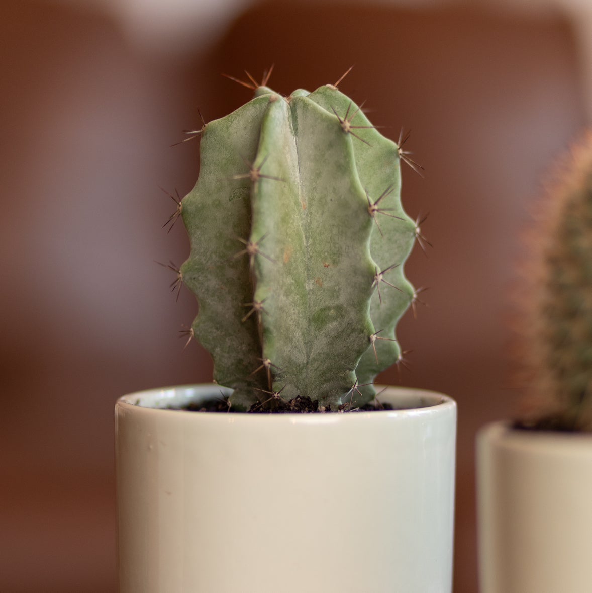 Symbolism and Benefits of the Gray Ghost Organ Pipe