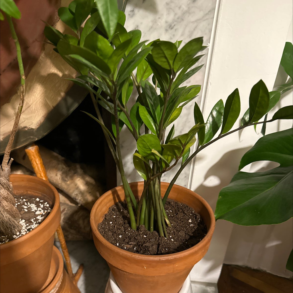 Choosing The Best Soil For Your ZZ Plant 🌱