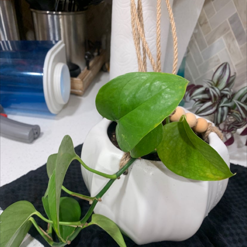 💧 How Do I Know When My Lizard Queen Pothos Needs Water?