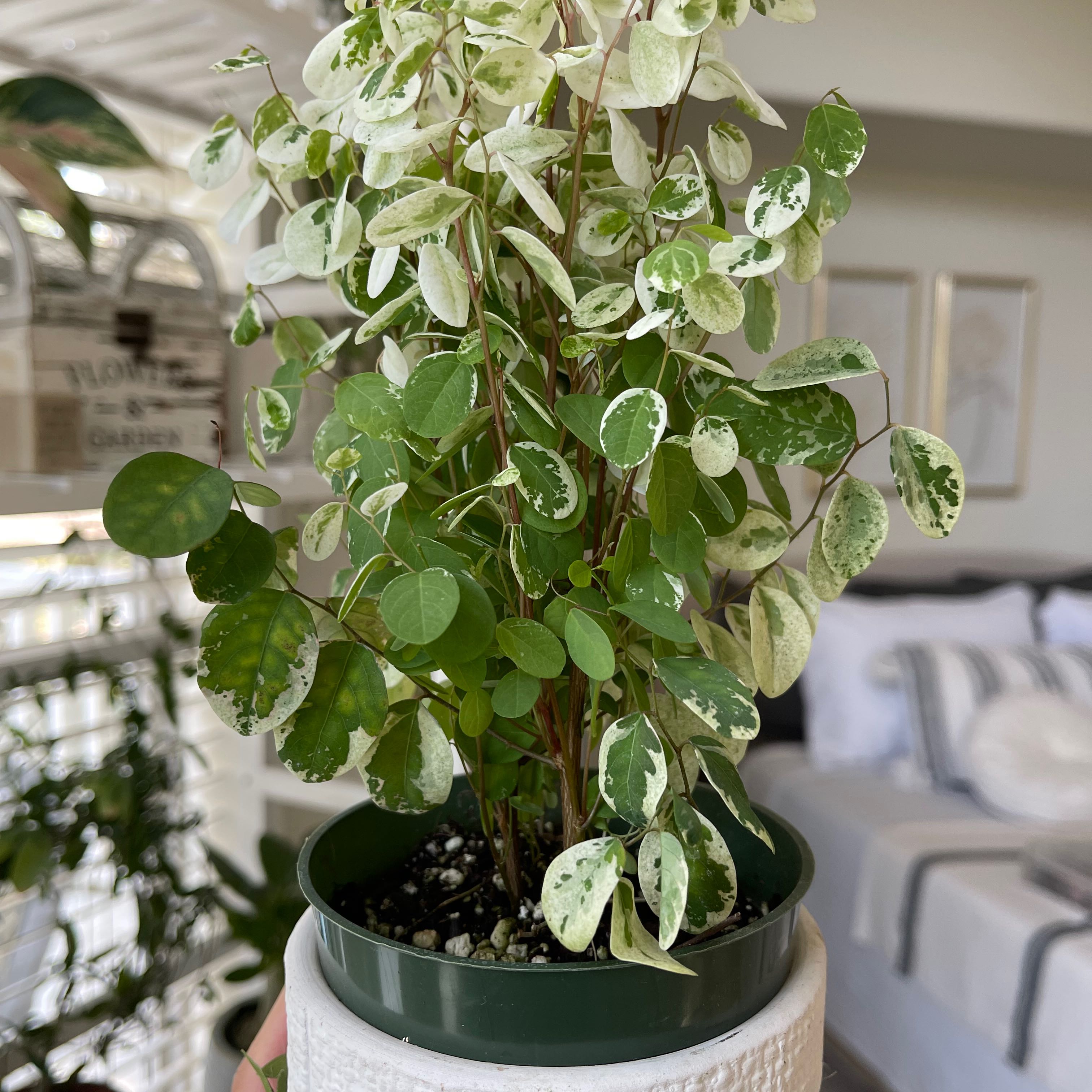 Propagating My Brenia Snowbush: Step-by-Step Guide