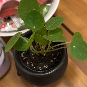 Xena | A plant by @AuthenticAlula on Greg