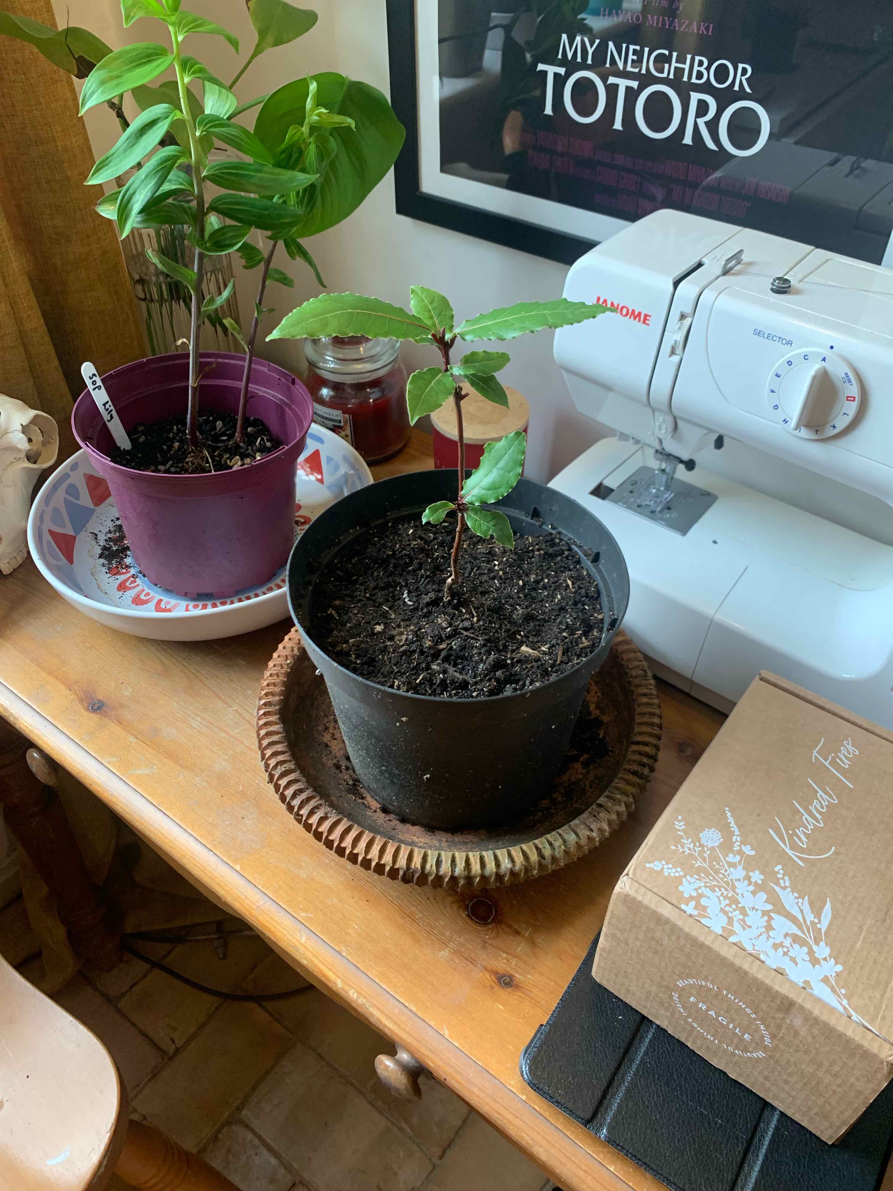 Propagating Your Bay Laurel: Step-by-Step Guide