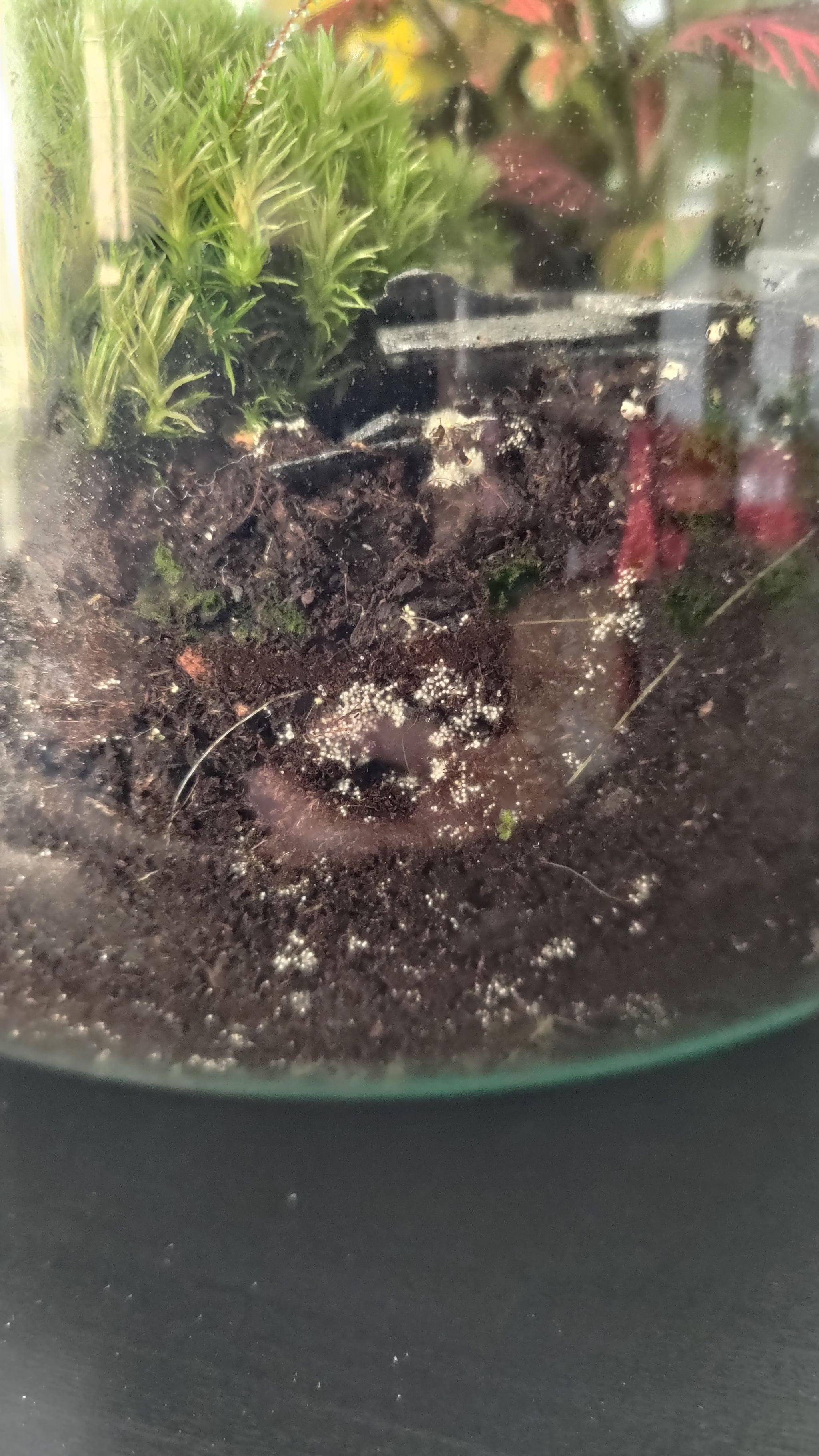 What are those tiny white things?