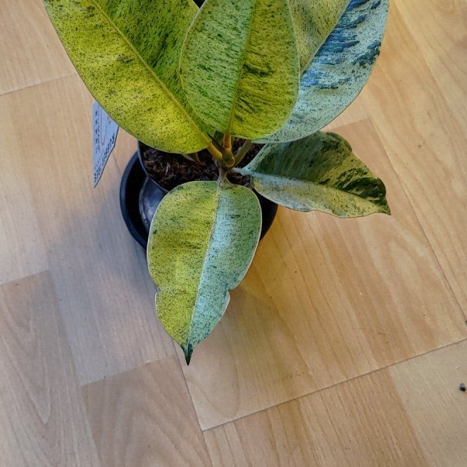 Gregarious | A plant by @impeplants on Greg