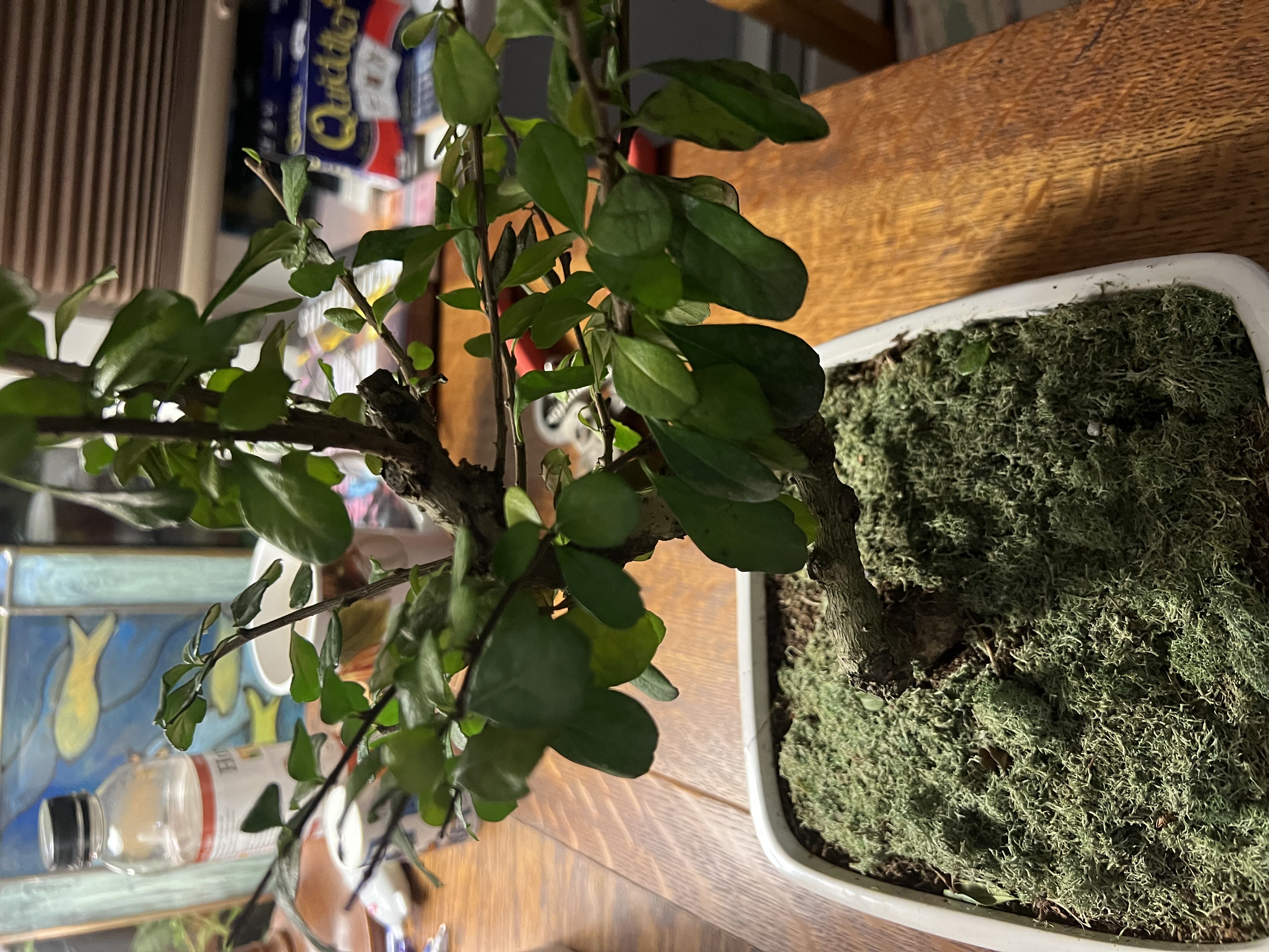 Fukien Tea Tree Plant Care: Water, Light, Nutrients | Greg App 🌱