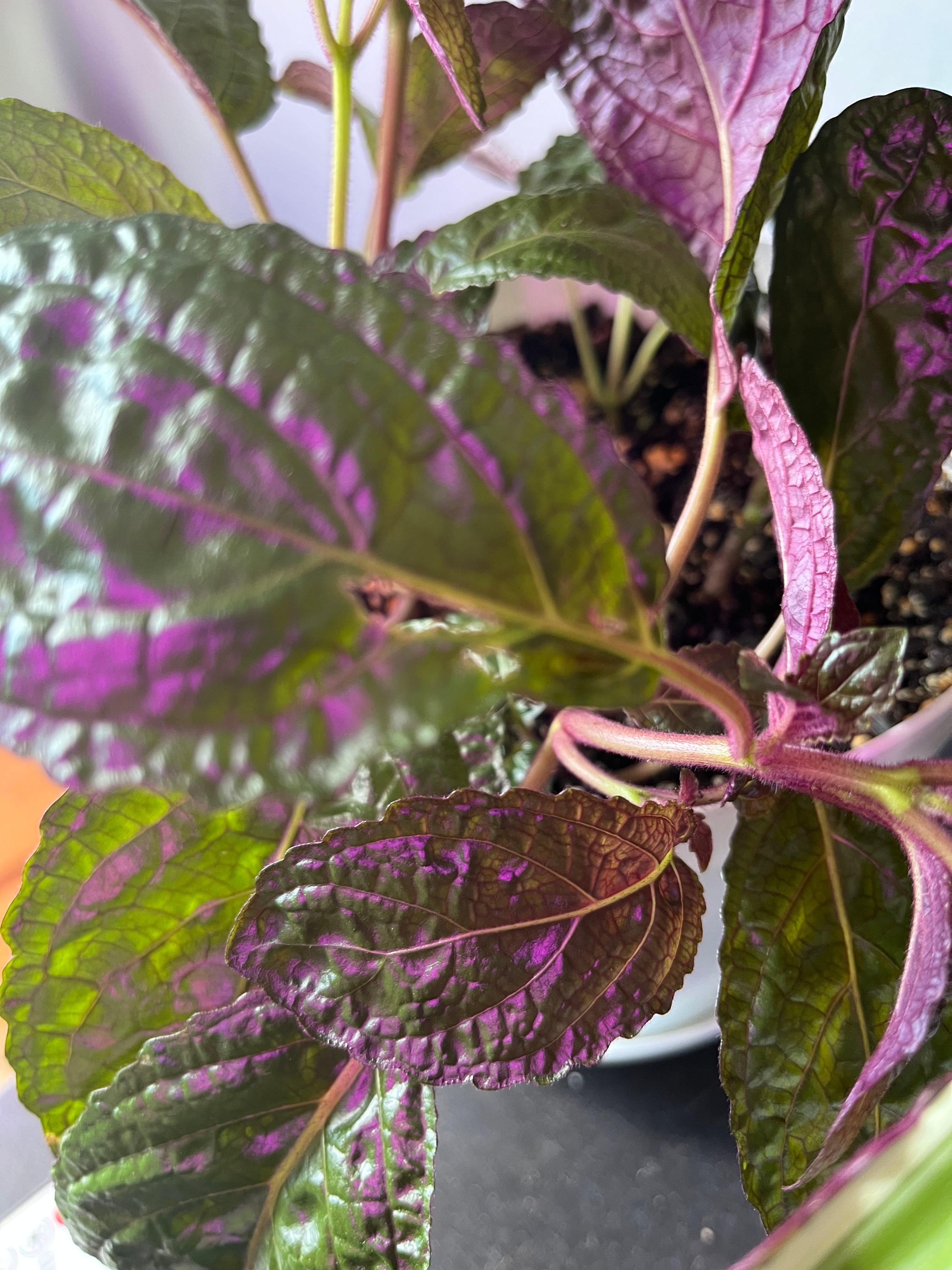 Waffle Plant Plant Care: Water, Light, Nutrients | Greg App 🌱