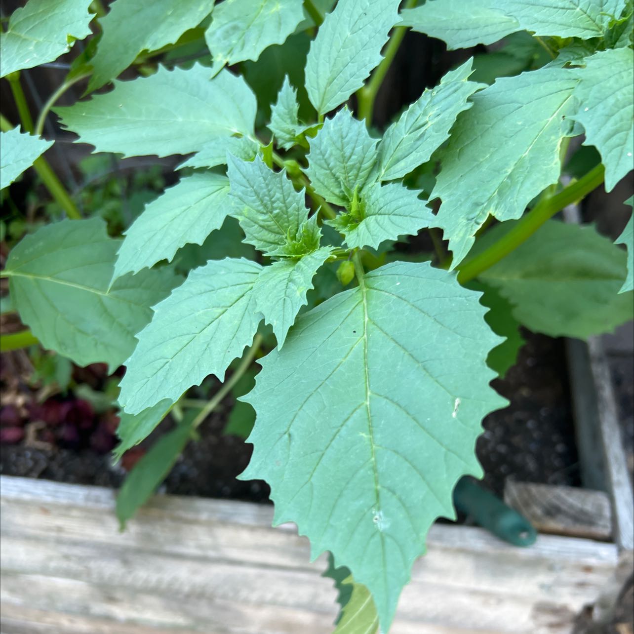 Clammy Ground-Cherry Plant Care: Water, Light, Nutrients | Greg App 🌱