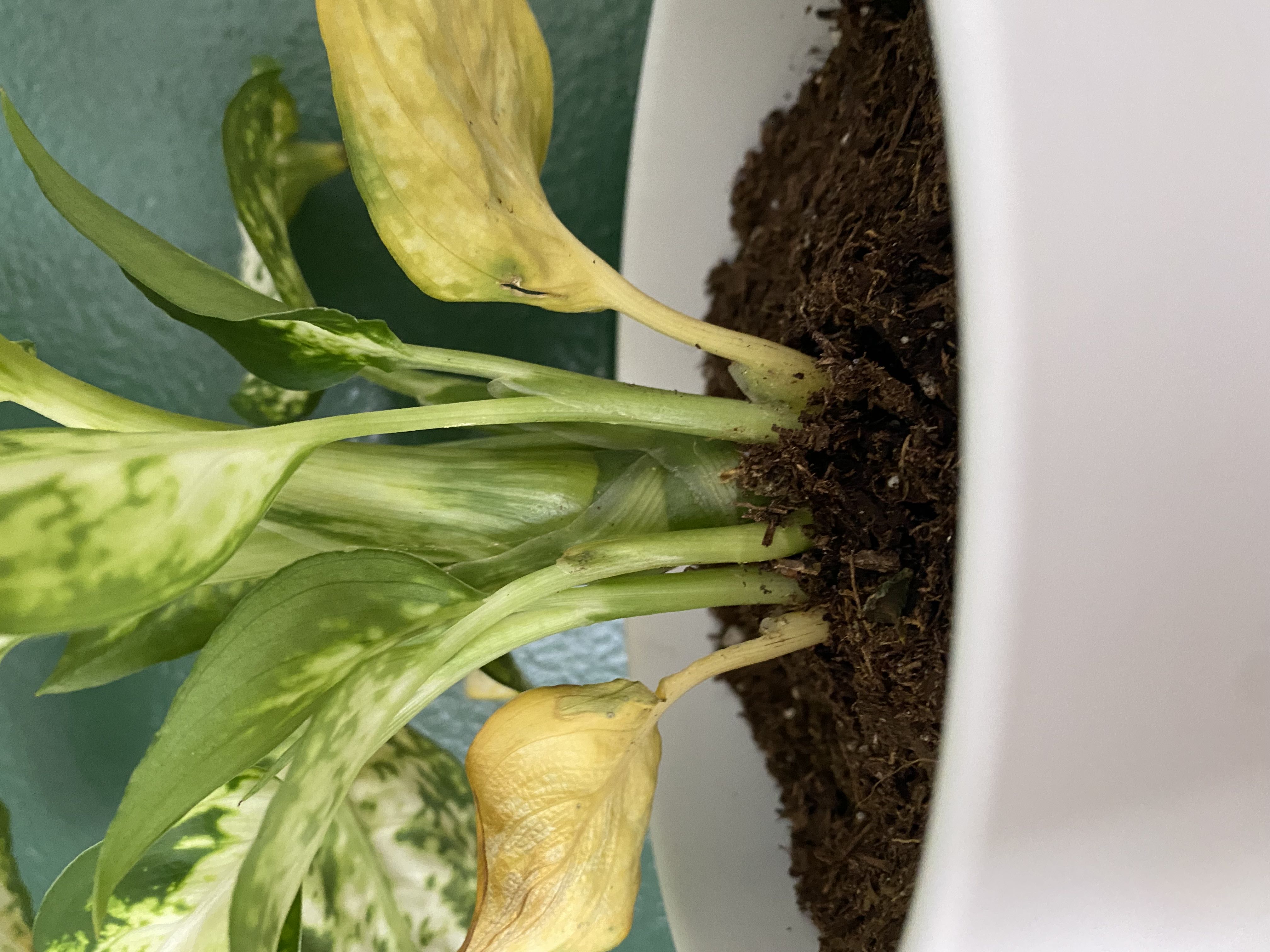Dieffenbachia Gelbes Blatt