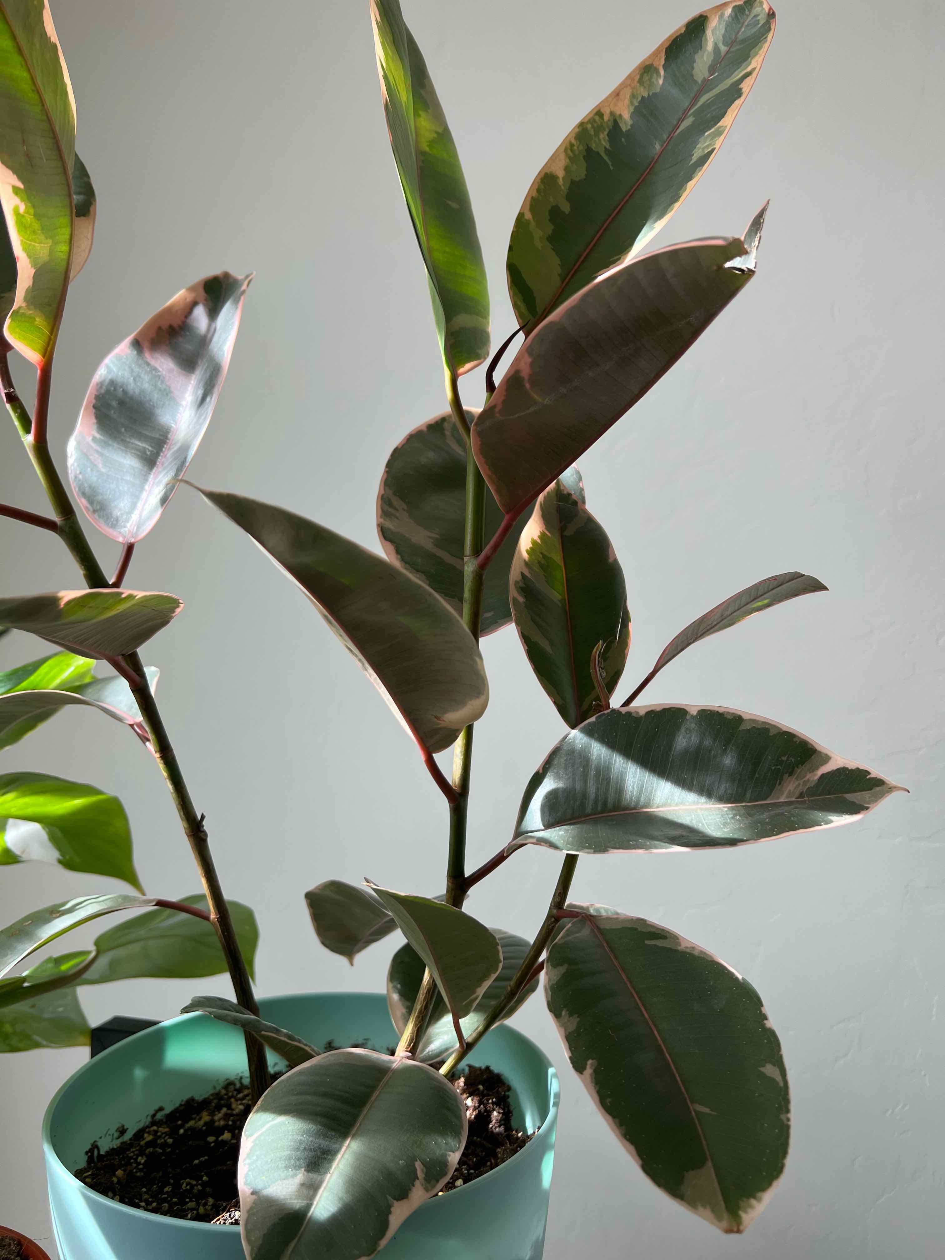 Propagating Ficus 'ruby': Step-by-step Guide