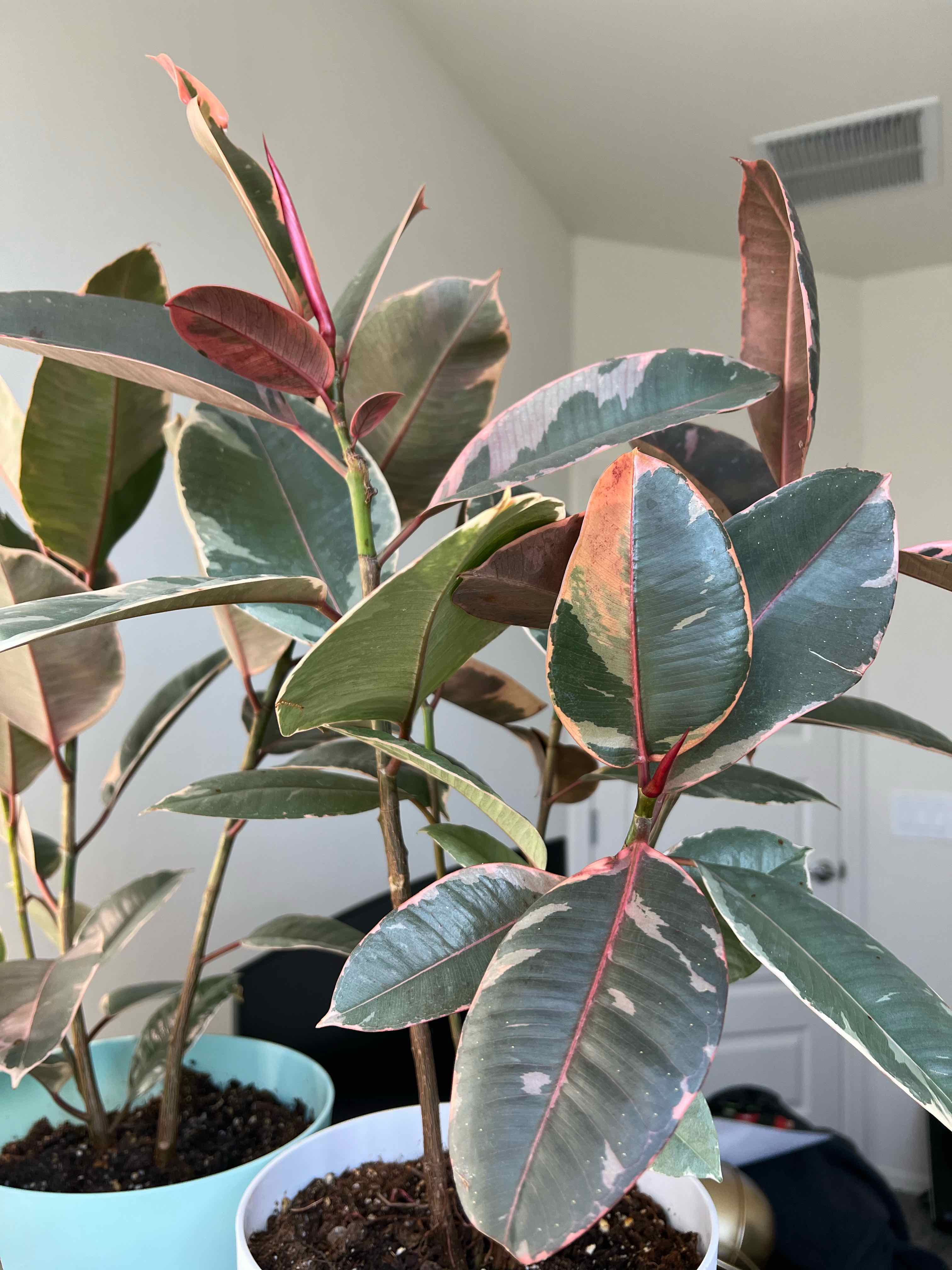 Why Are There Brown Spots on My Ficus 'Ruby' Leaves?