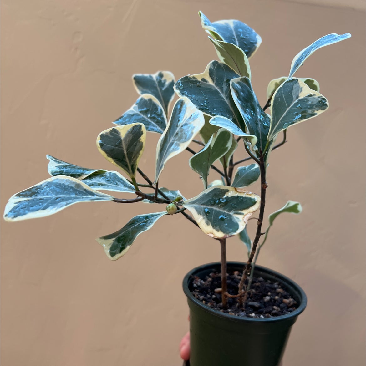 Light Requirements For Your Ficus triangularis 'Variegata'