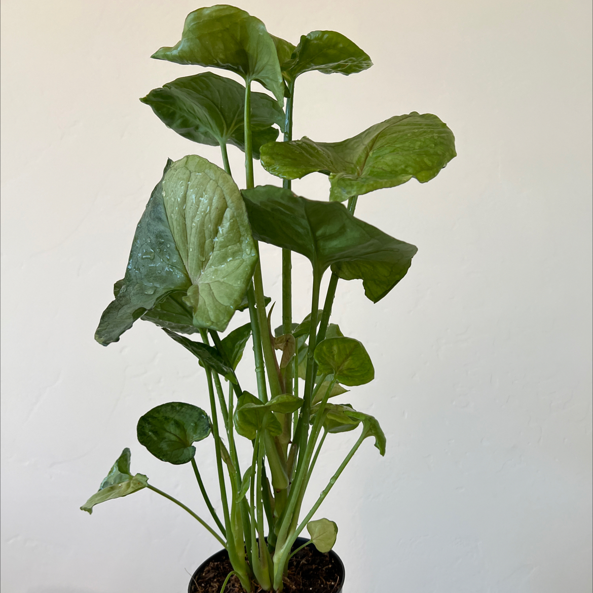 Syngonium Dwarf Variegata Plant Care: Water, Light, Nutrients | Greg App 🌱